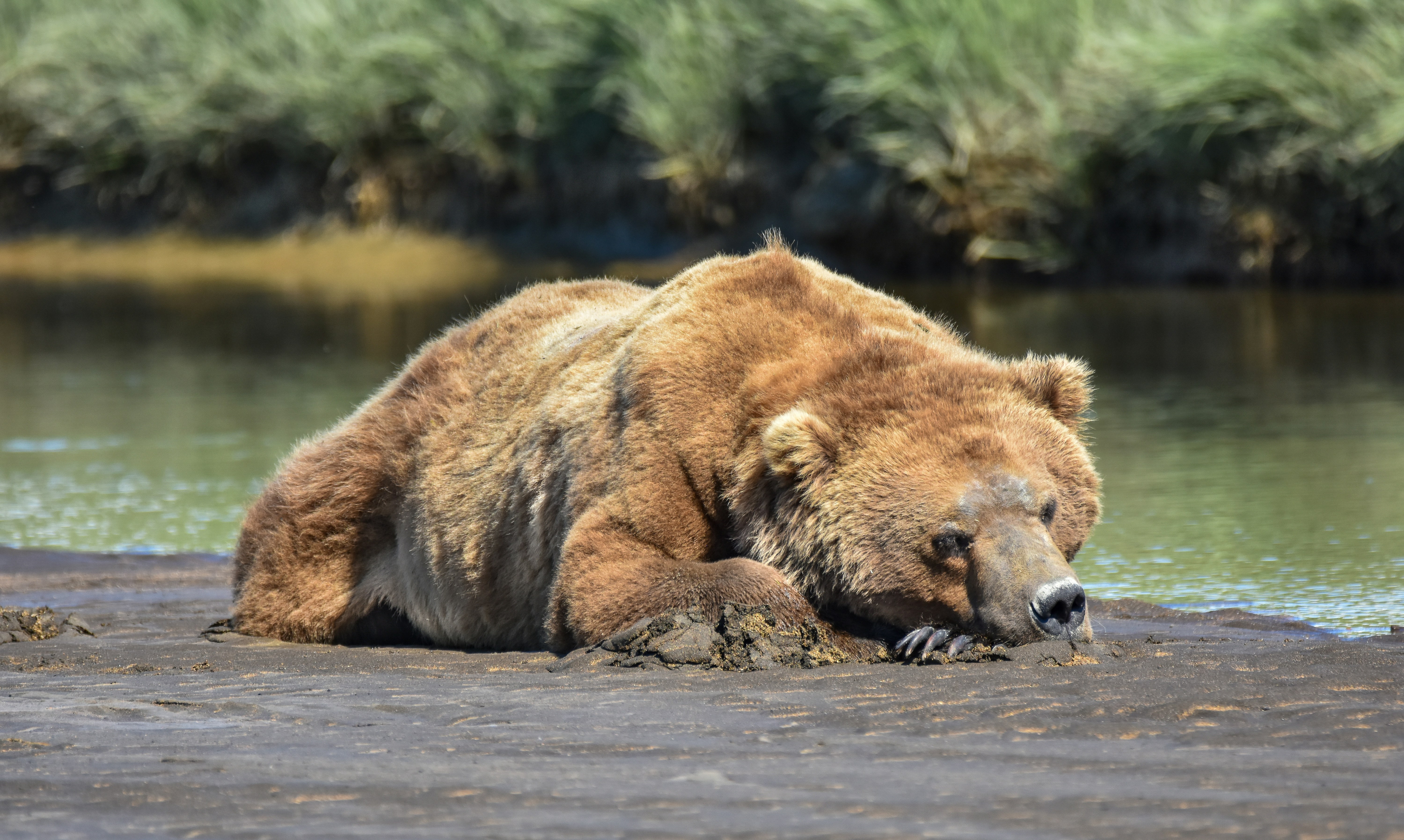Serene Slumber of the Grizzly