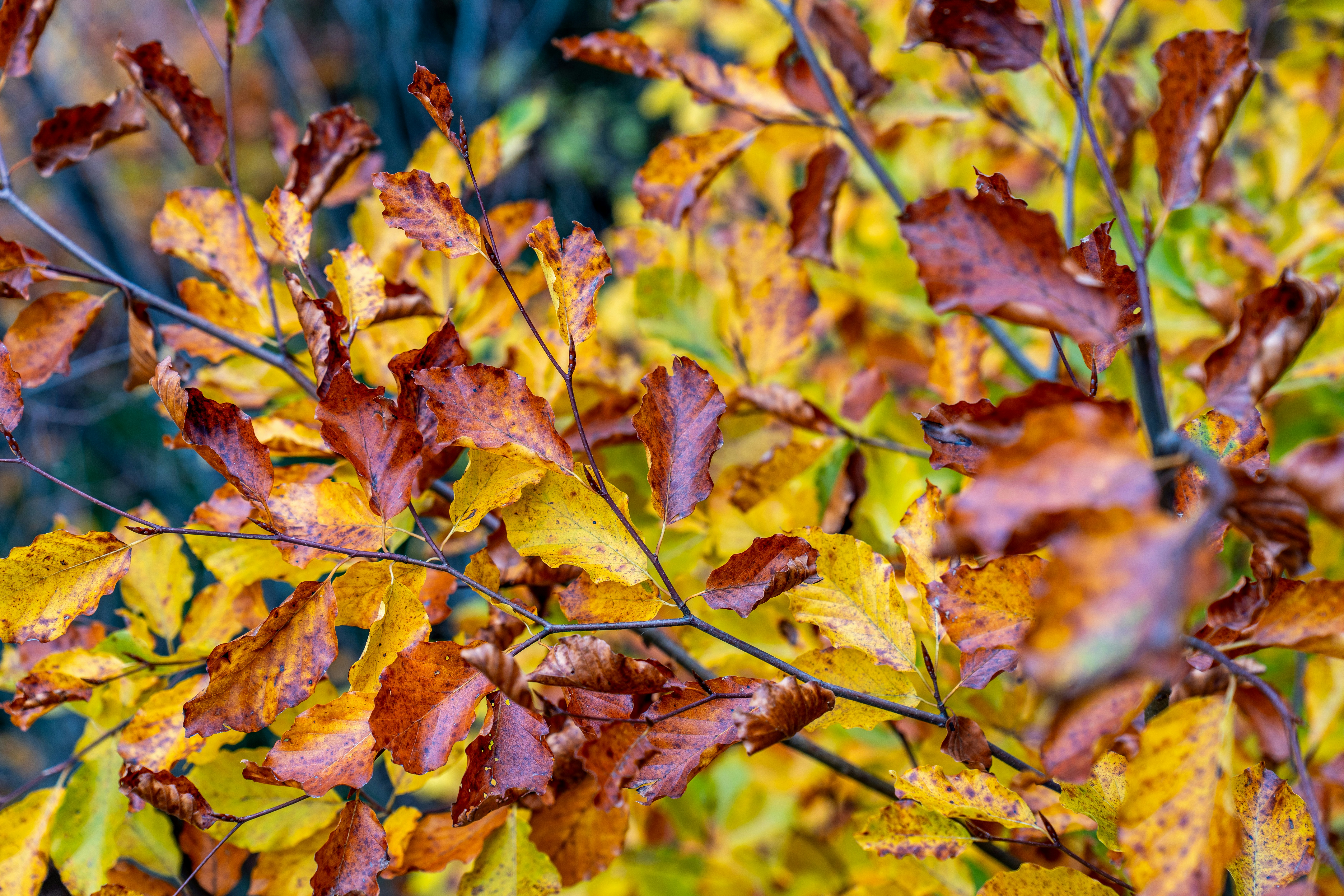 Autumn's Palette: A Dance of Color