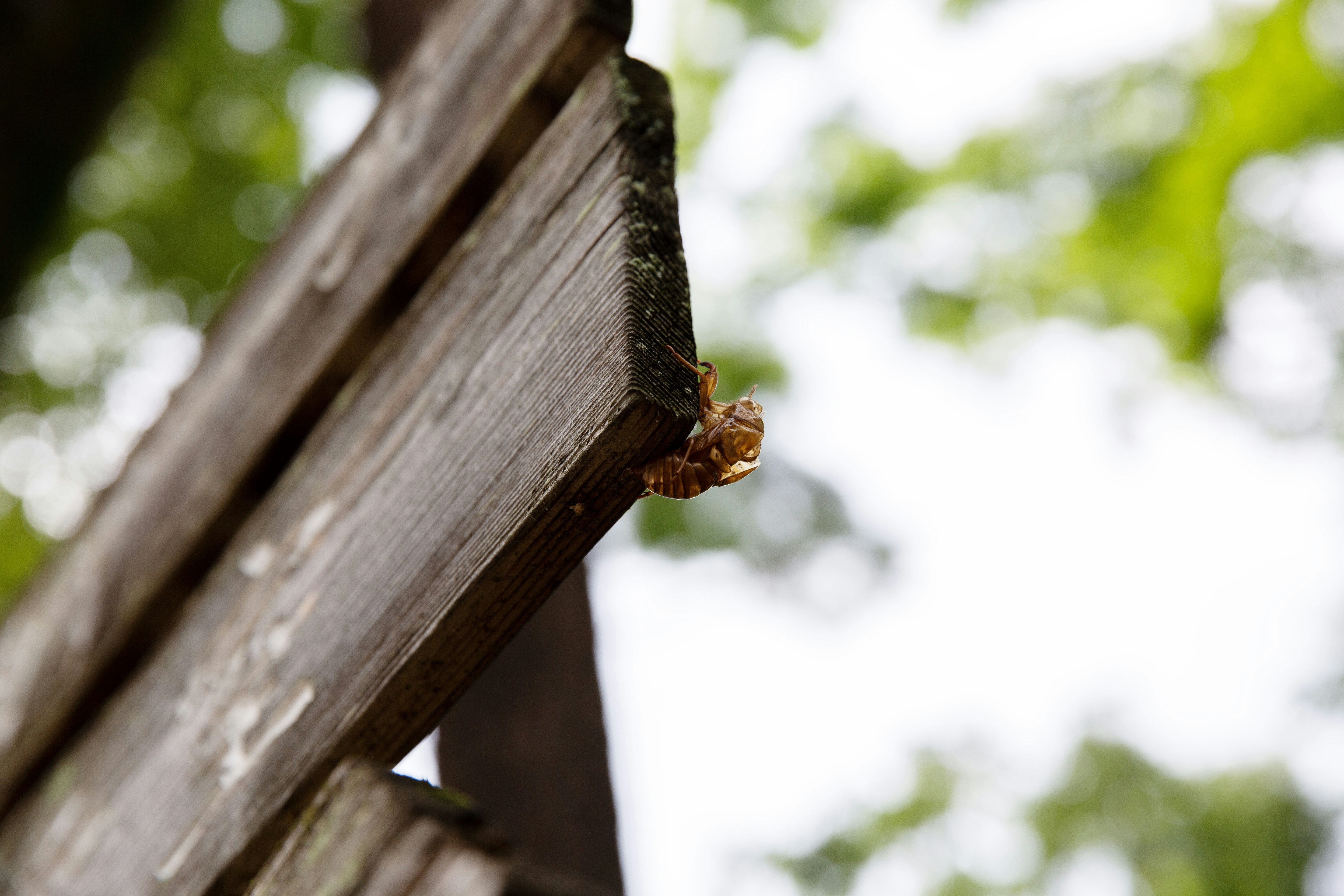 Cicada shell clinging to weathered wood, surrounded by vibrant greenery. A testament to nature's cycle of life.
