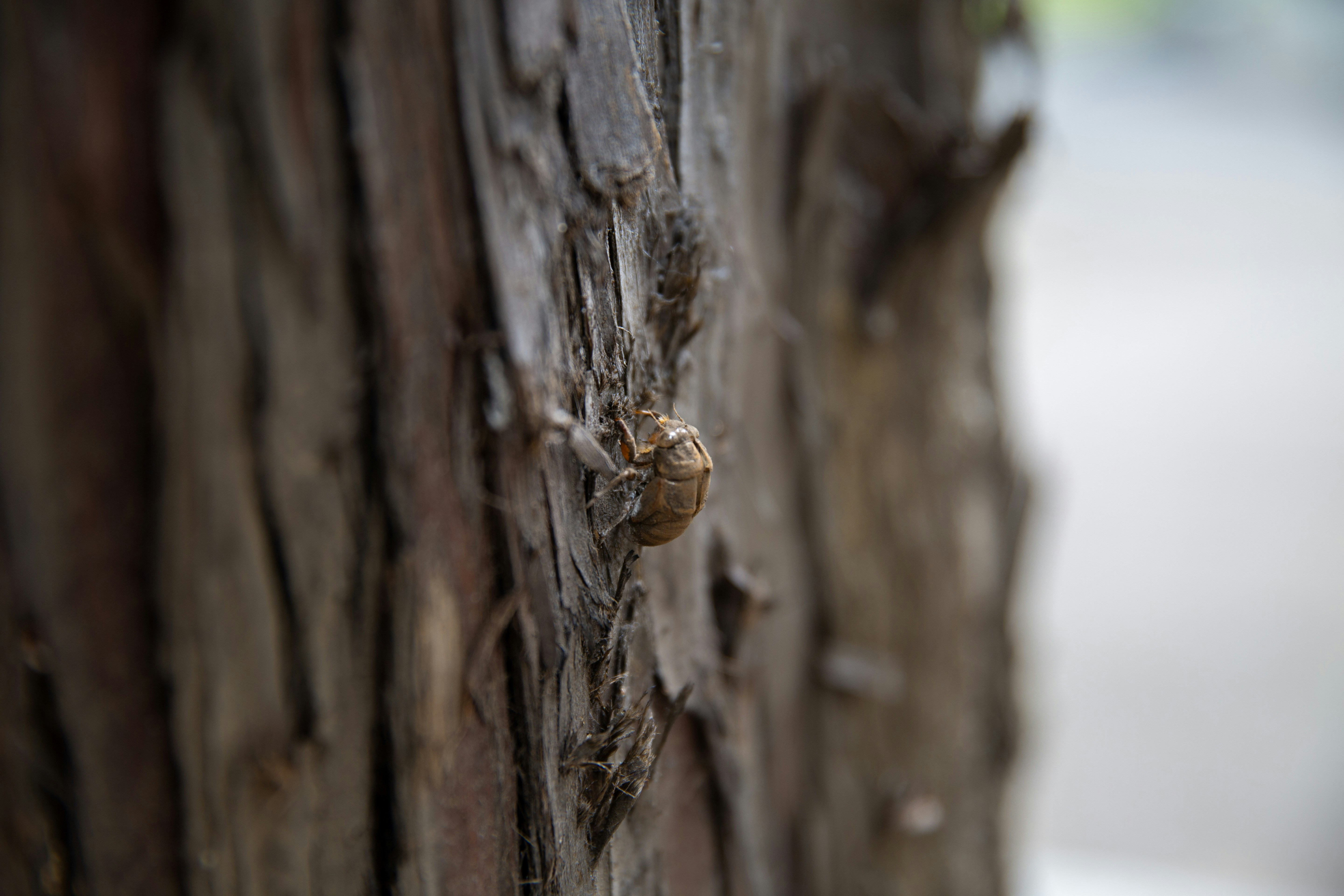 A cicada clings to the textured bark of a tree, showcasing its intricate details against the rough surface. The natural setting emphasizes the harmony between insect and habitat.
