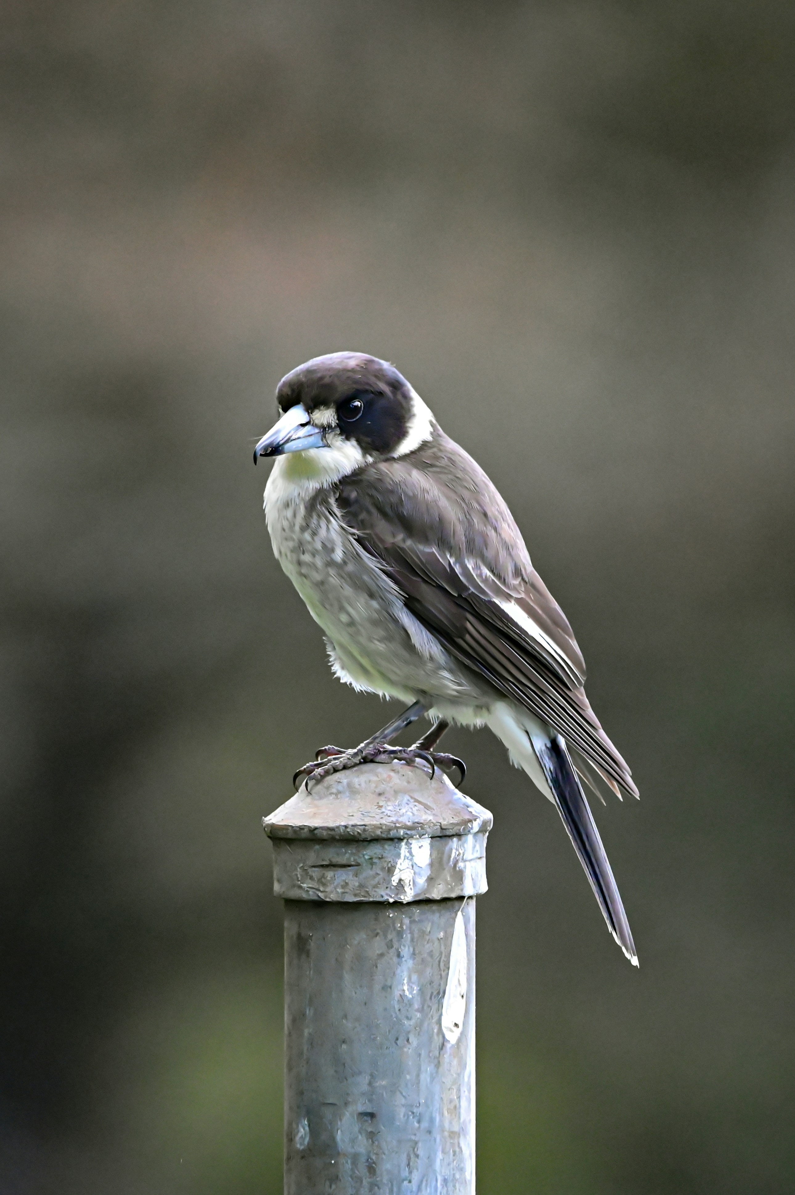 Pensive. | A grey bird with black markings sits on a post.