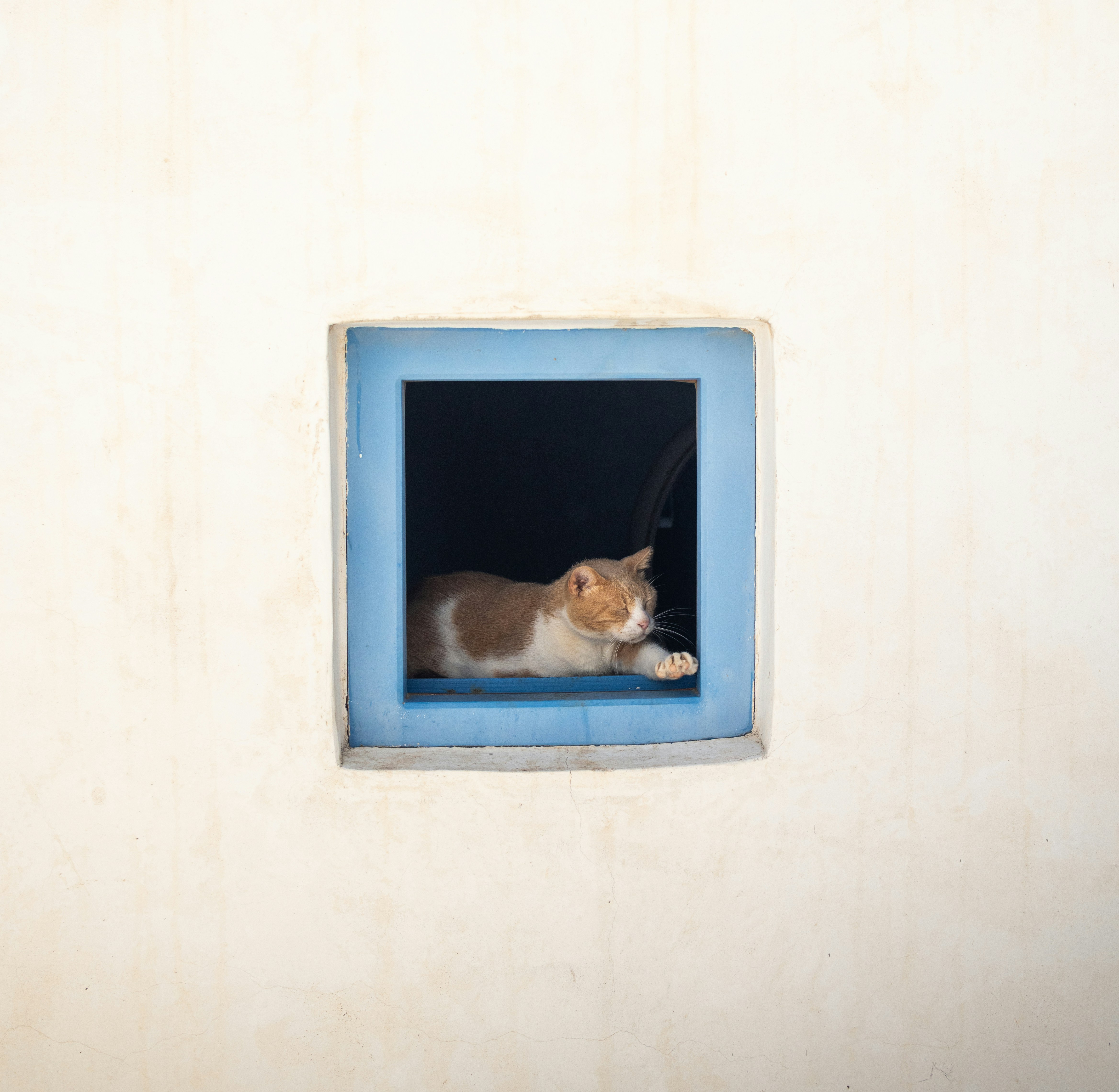 Serene Retreat: A Cat's Window to the World