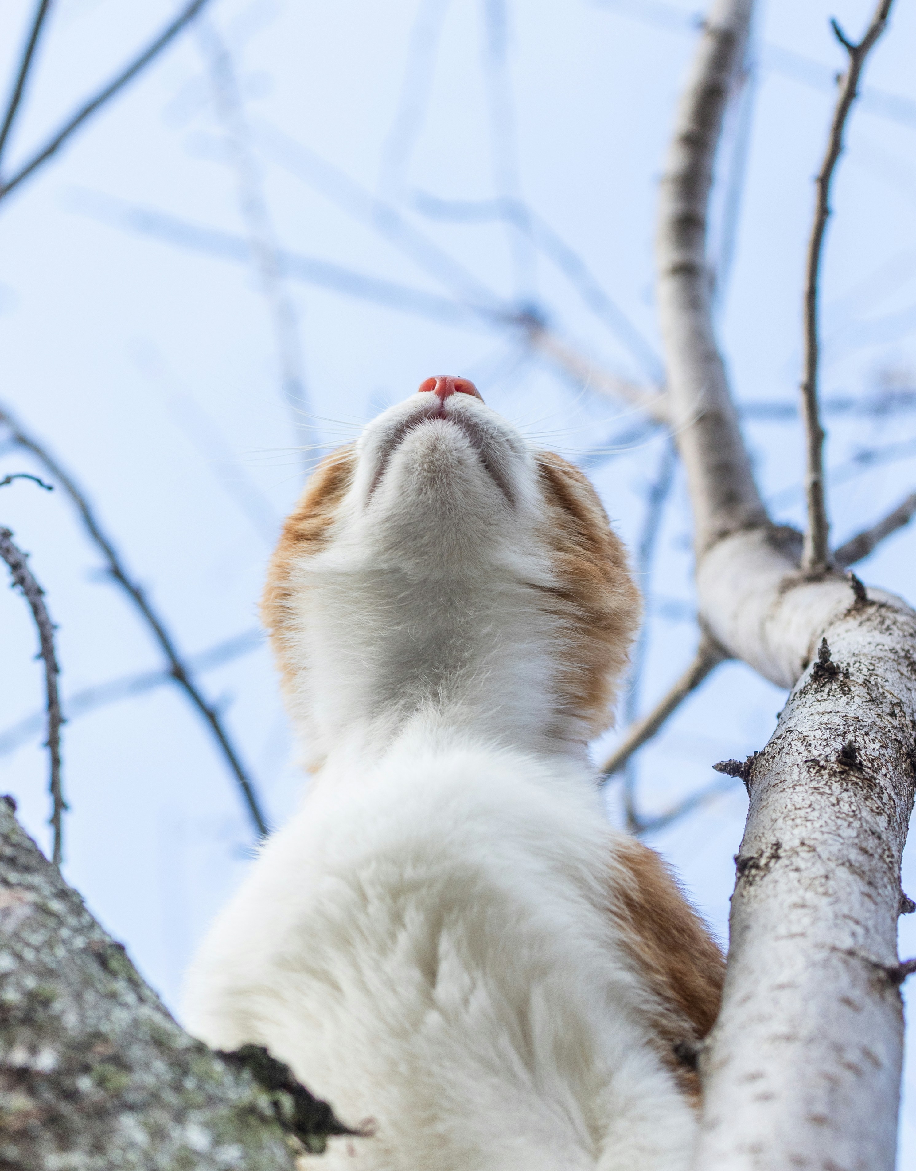 A Feline's Vertical Perspective