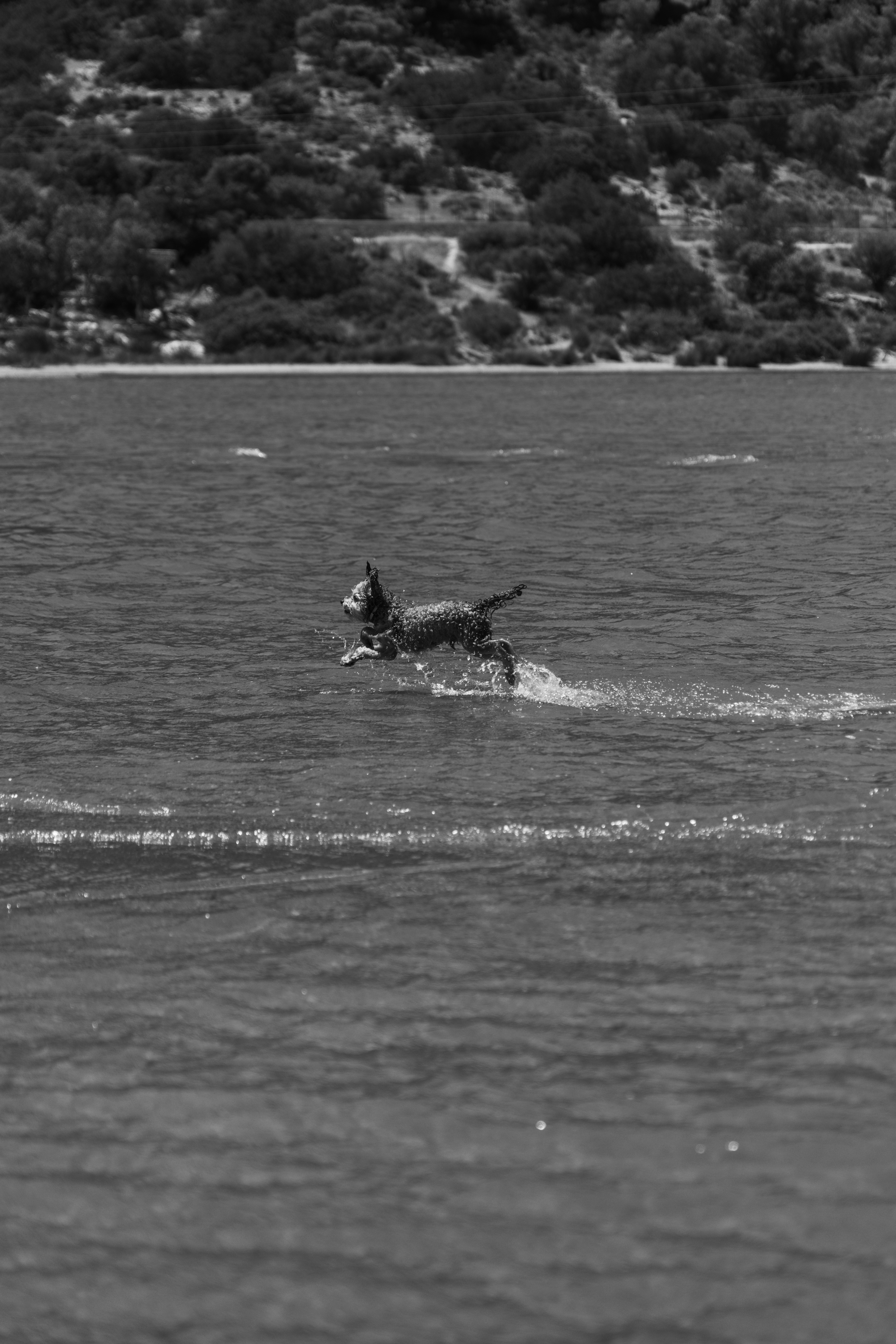 A dog runs through the water near shore. photo – Free Animal Image on ...