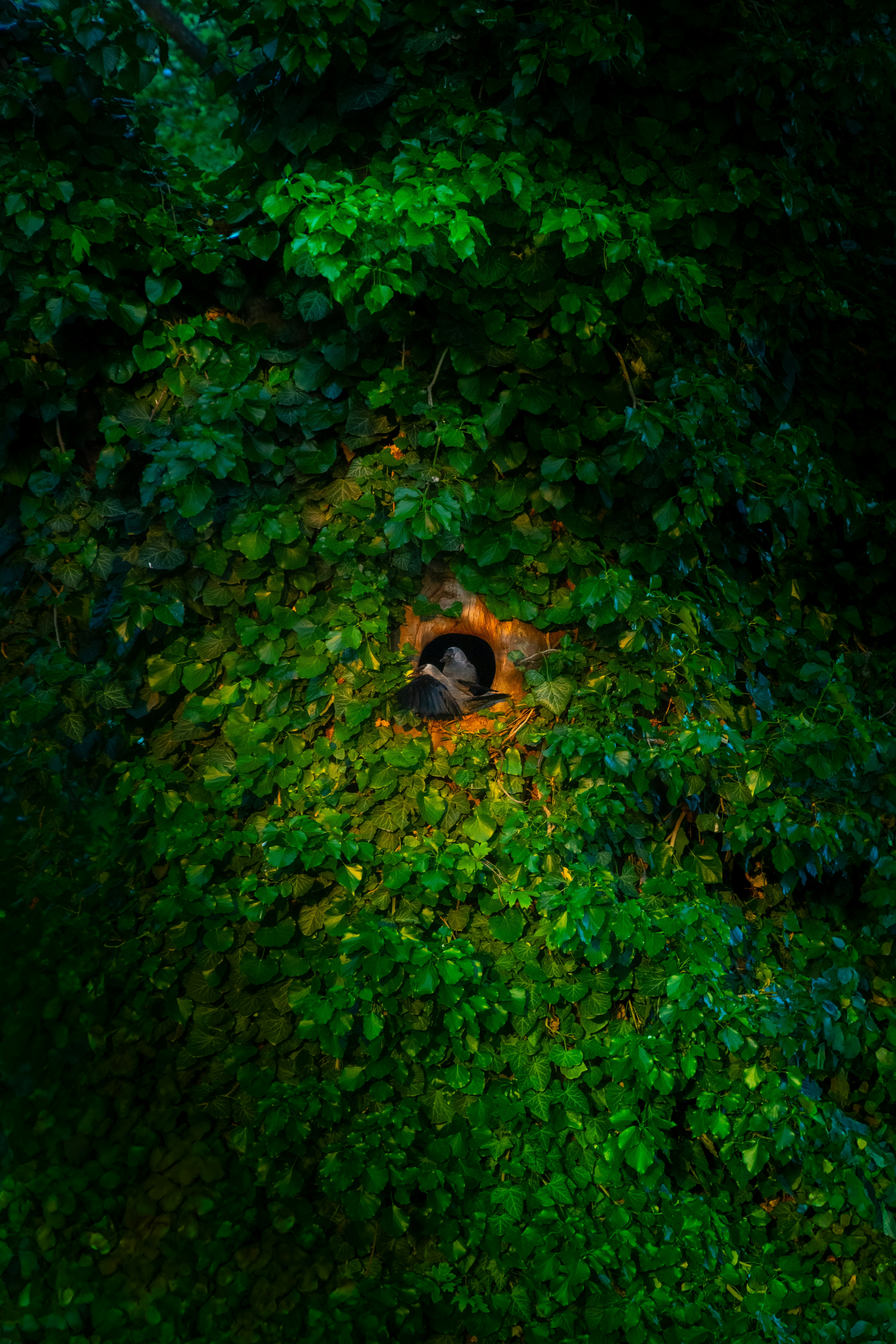 Nature's Hidden Sanctuary