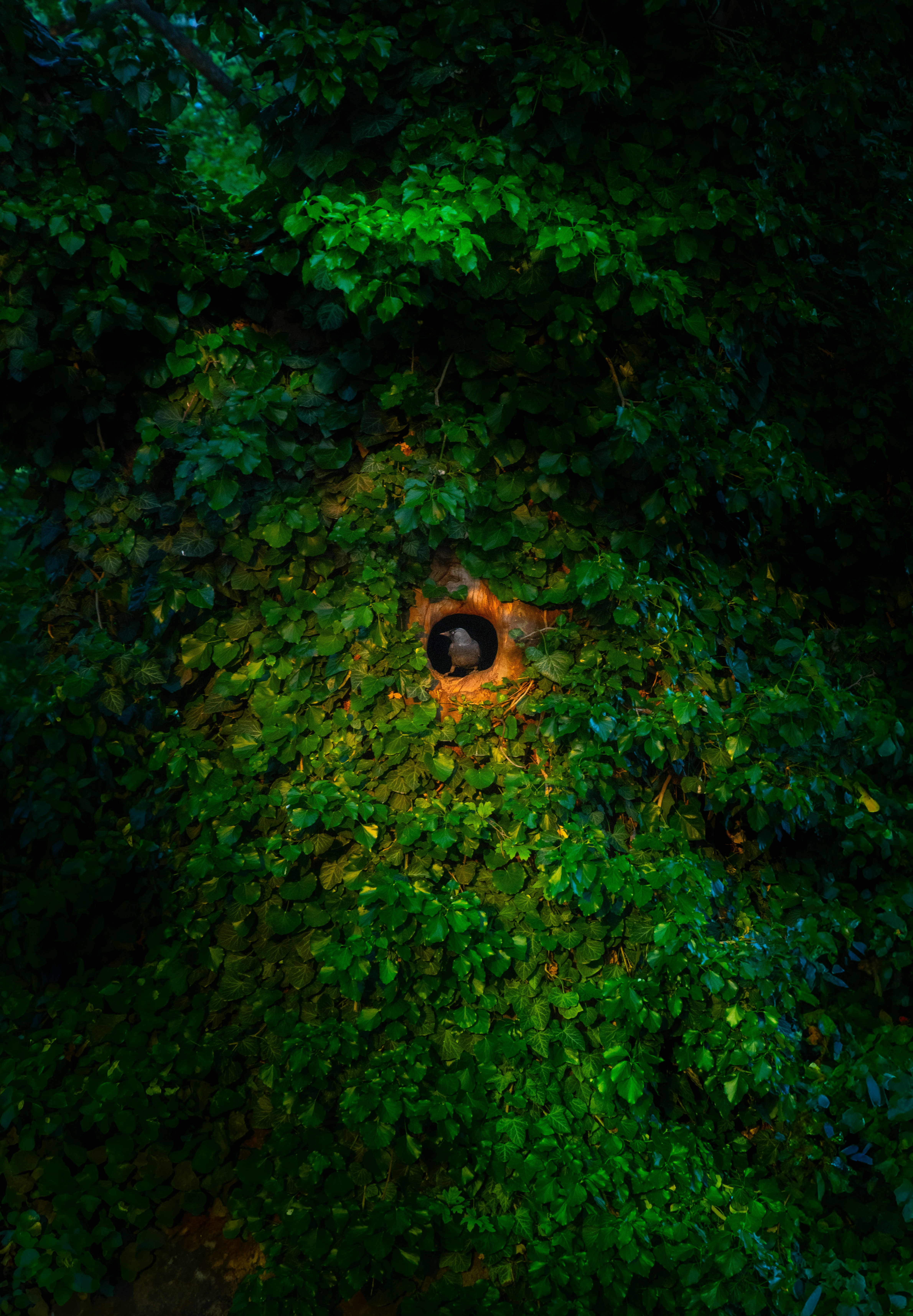 A small bird peeking from a nest in dense foliage.