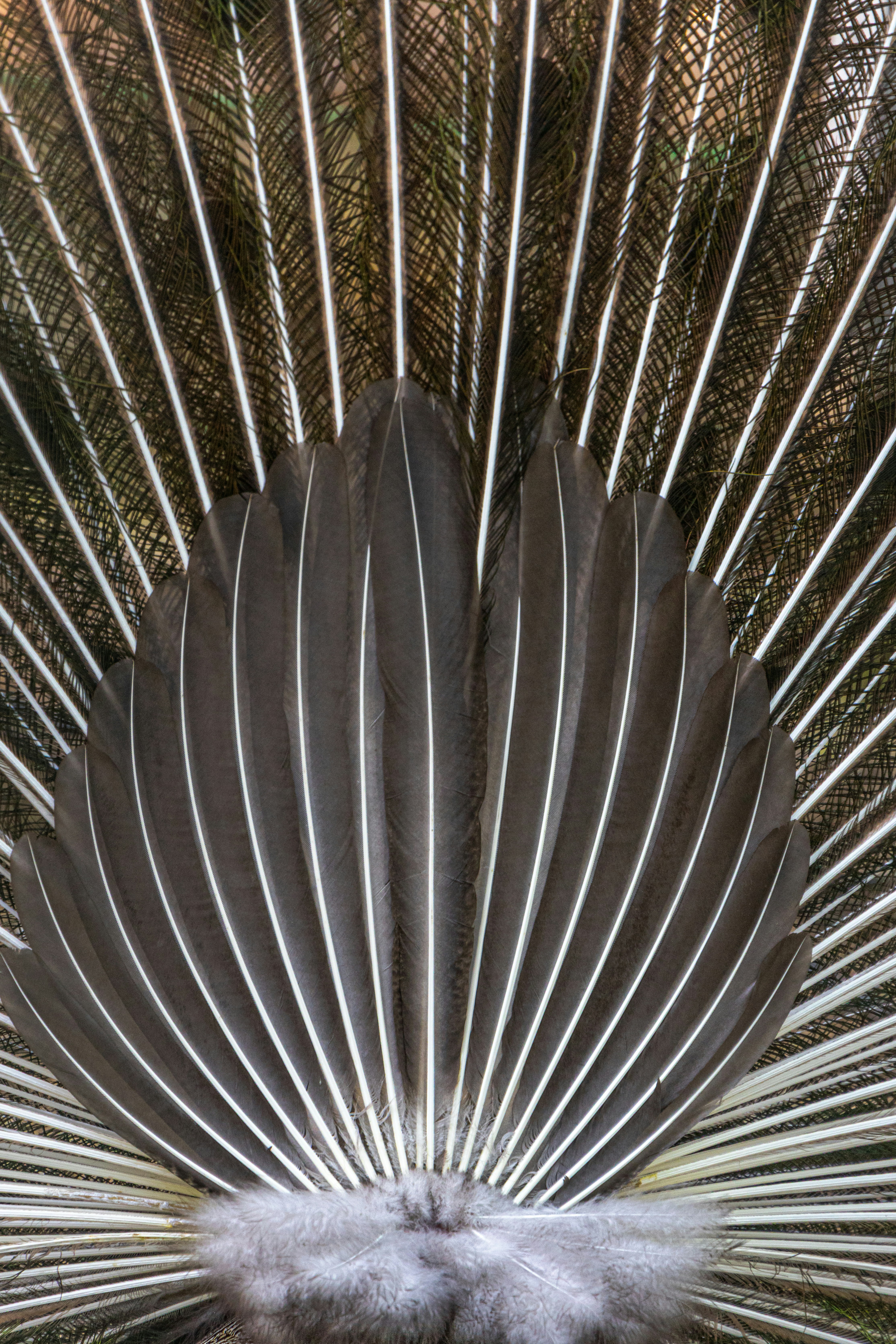 The Elegance of Nature's Design