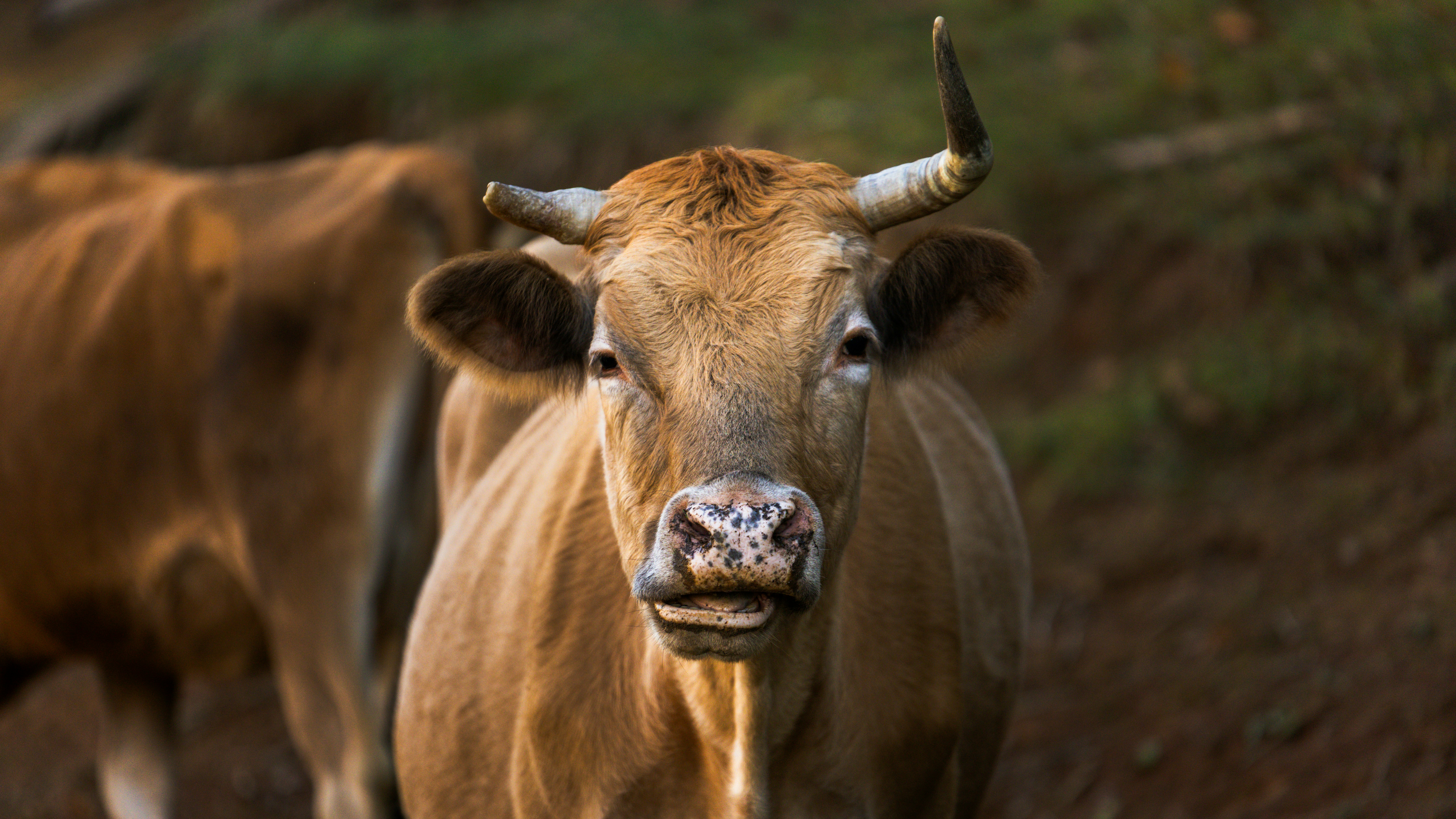 A light brown bull with short horns looks forward.