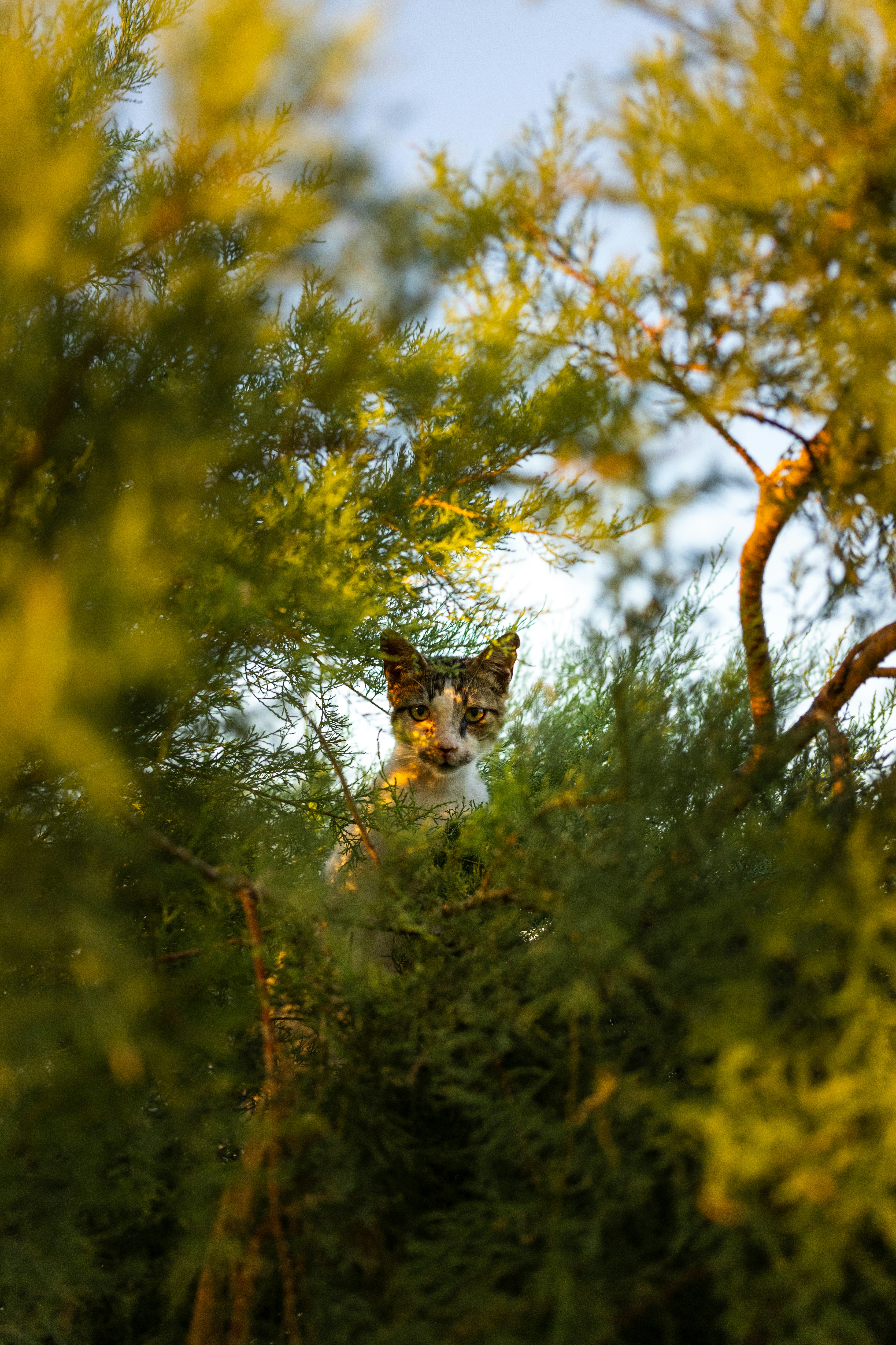 Whiskered Gaze Through a Sunlit Pine Veil