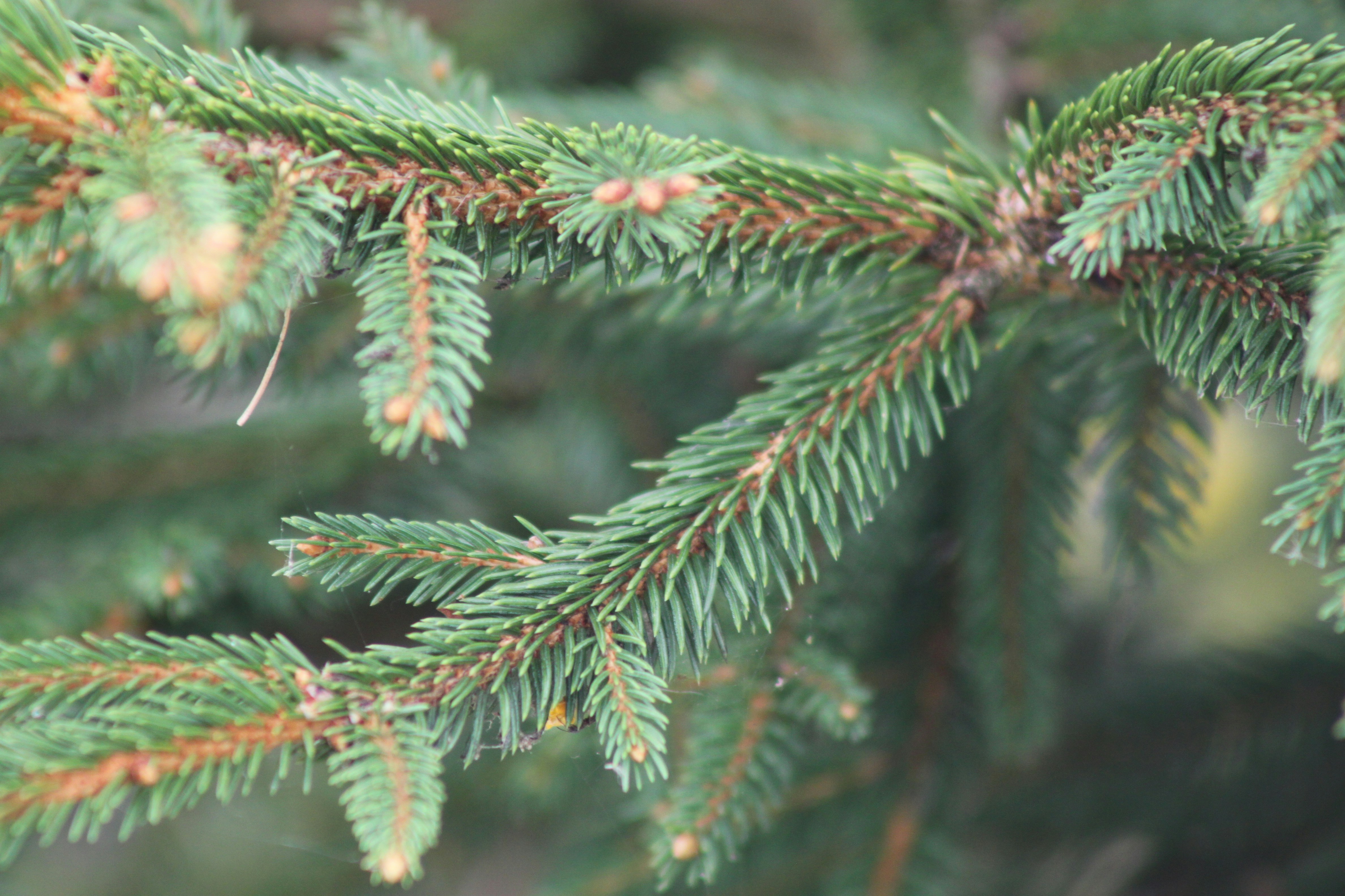 Photo by Ruby Lalor with Canon EOS 500D