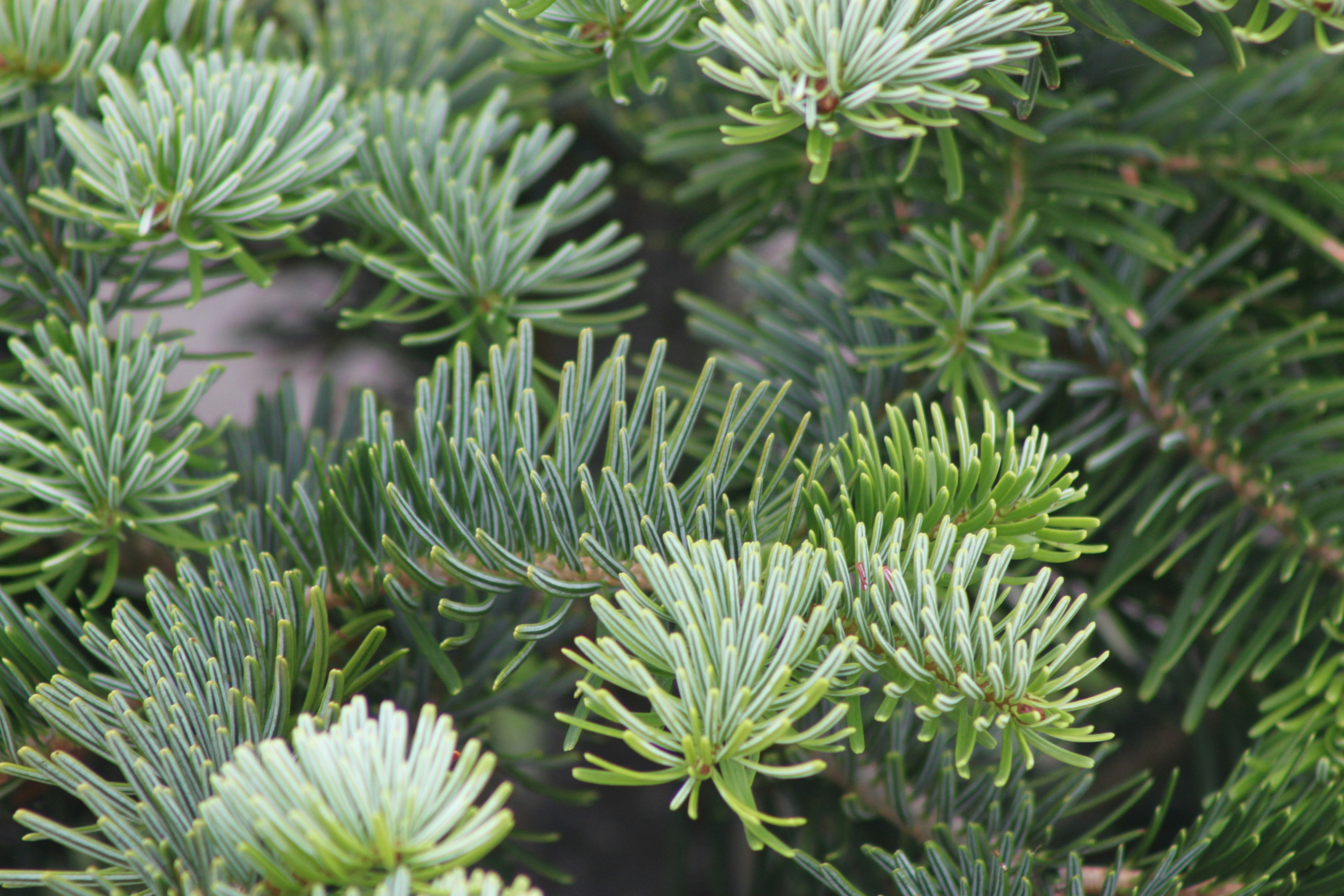 Close-up of evergreen tree needles with blue-green hues.