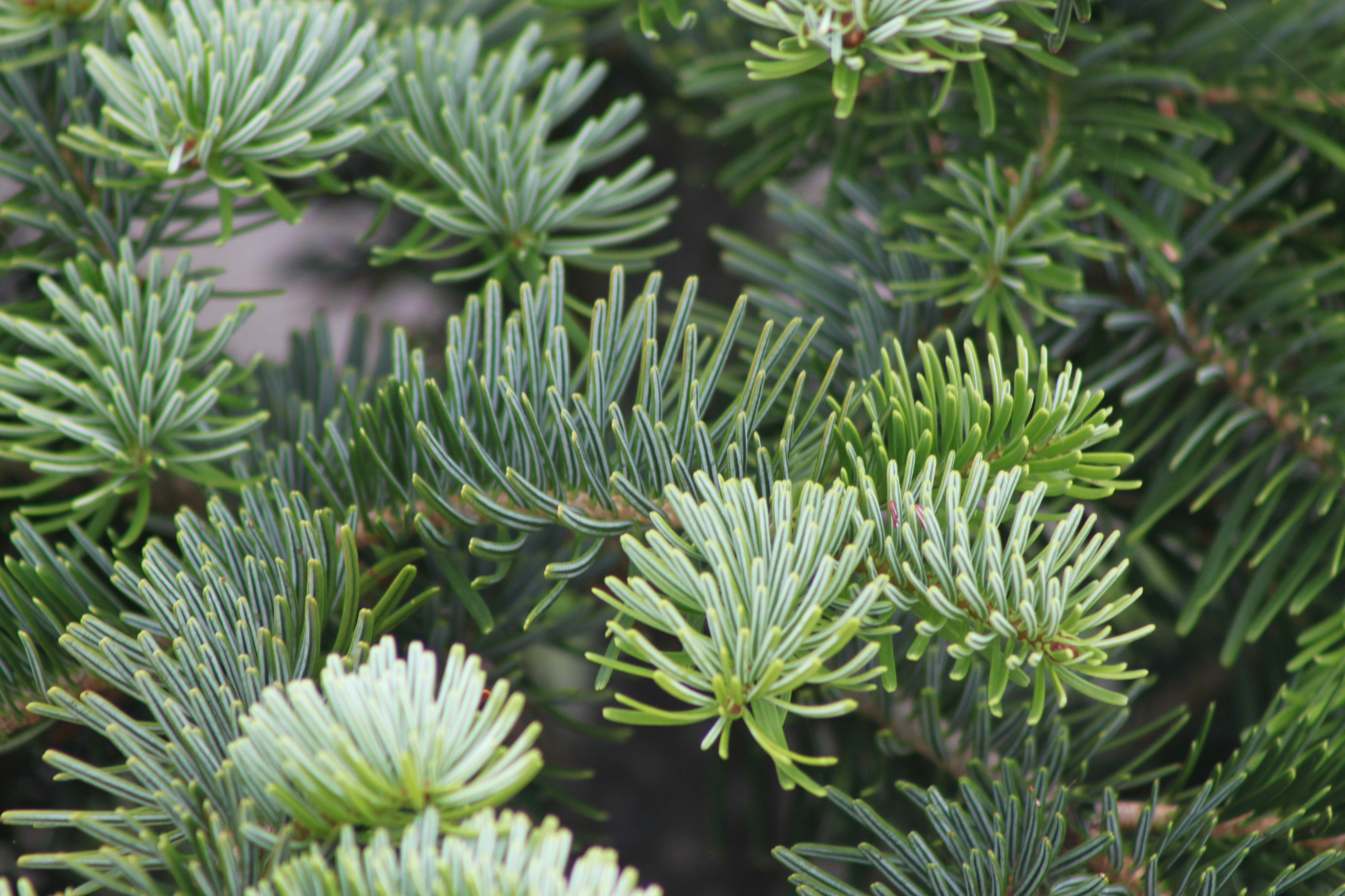 Close-up of evergreen tree needles with soft focus.