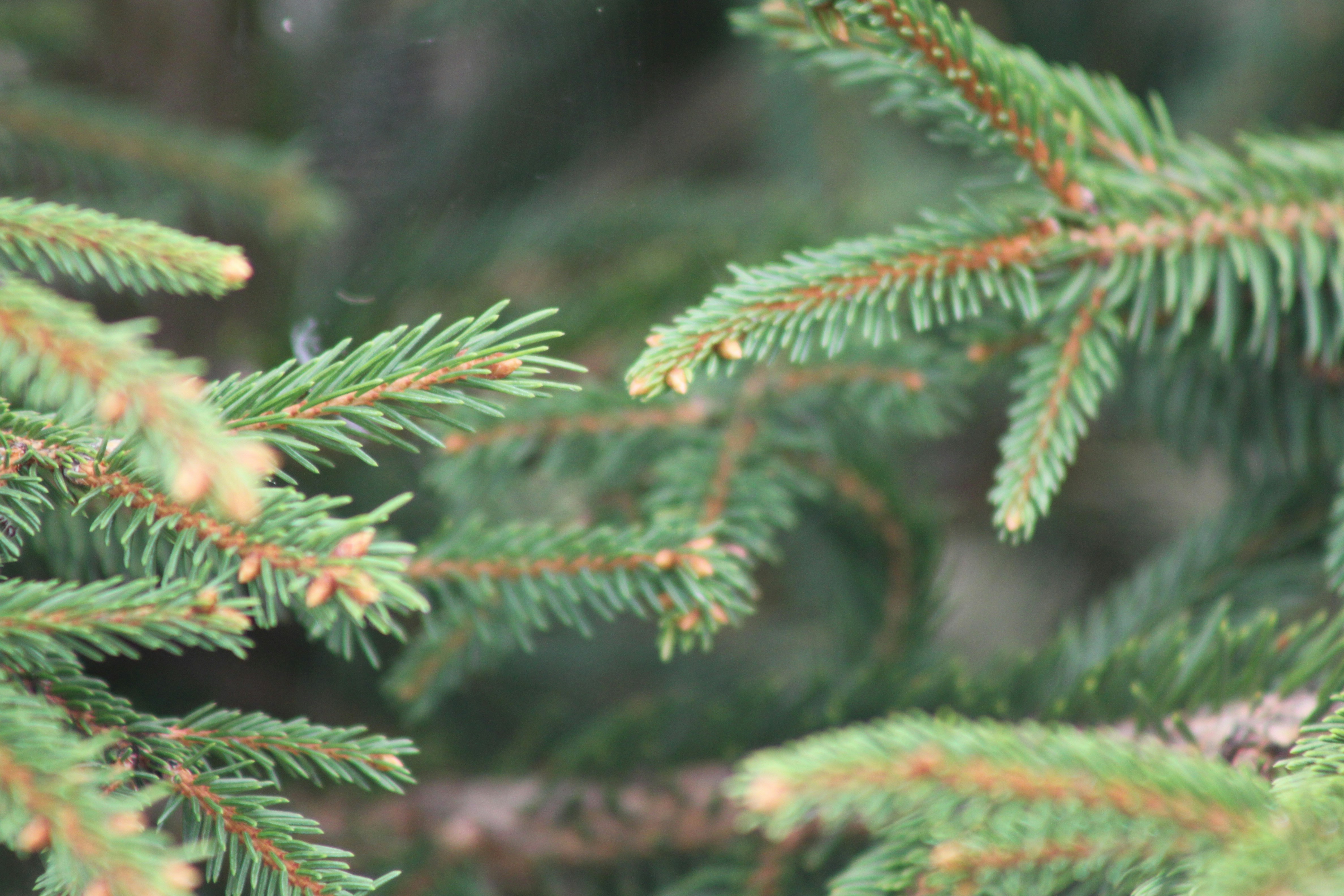 Close-up of lush evergreen branches showcasing vibrant green needles and subtle textures.