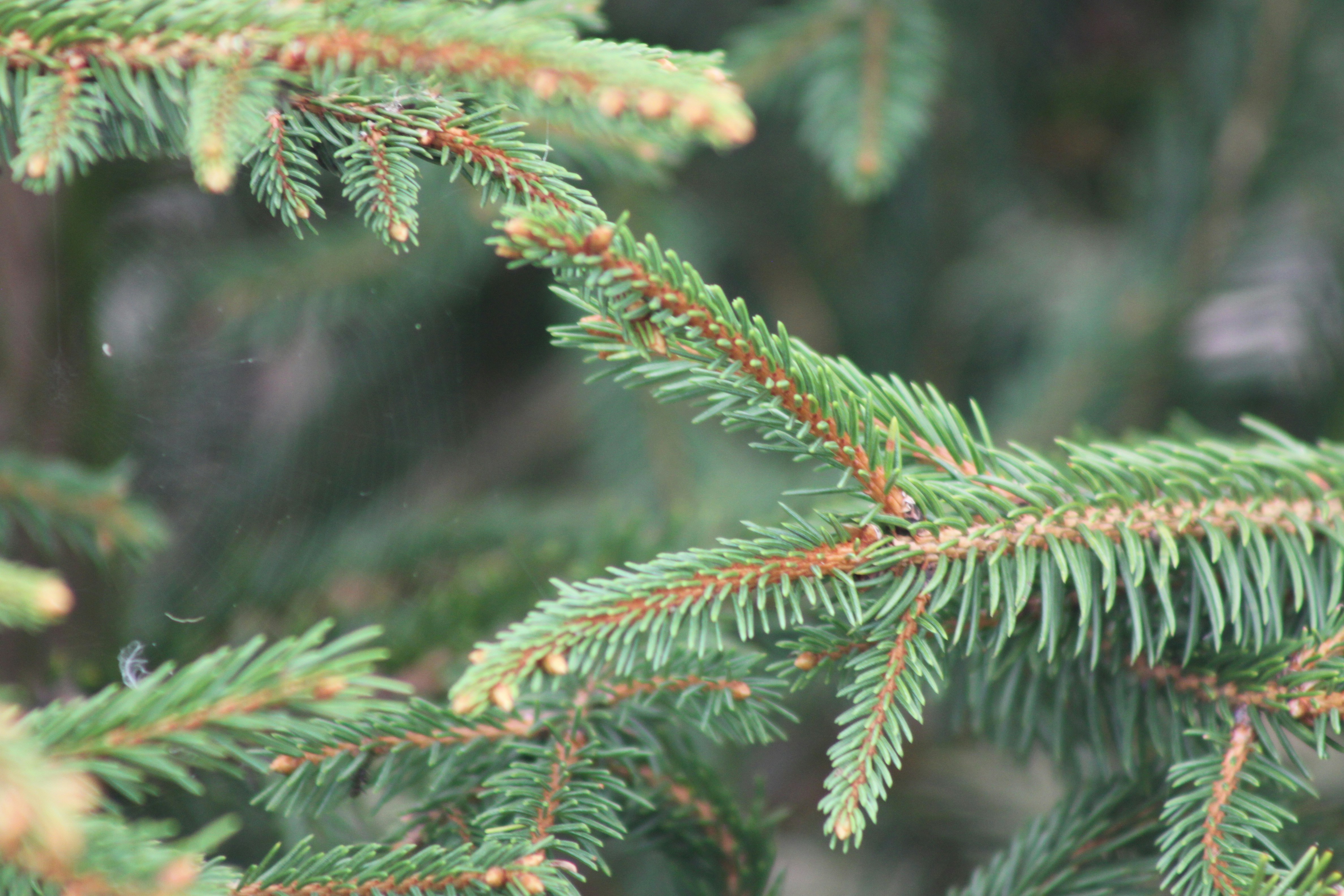 Photo by Ruby Lalor with Canon EOS 500D