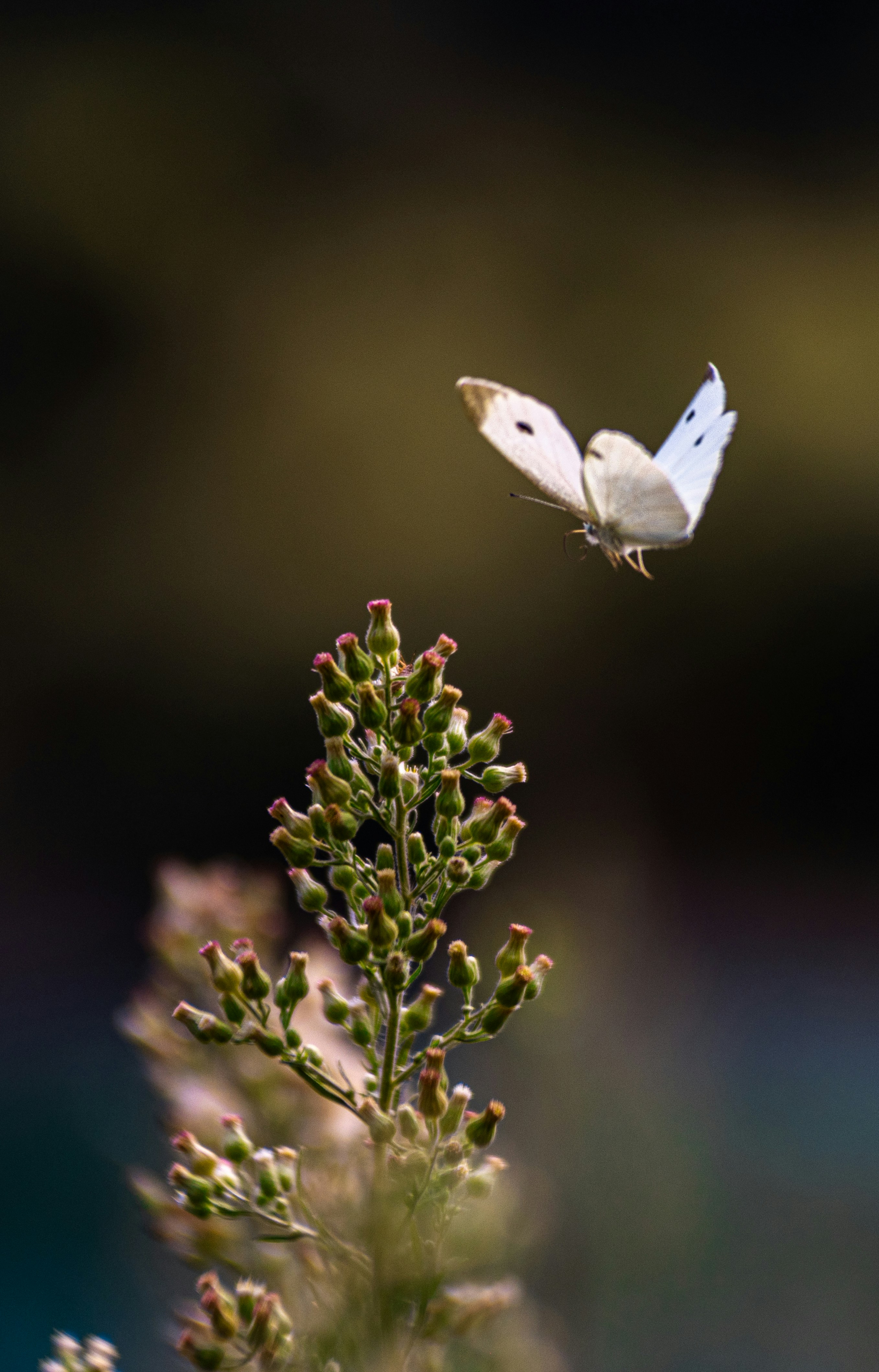 White butterfly hovering above a flowering plant, showcasing delicate wings against a softly blurred background.