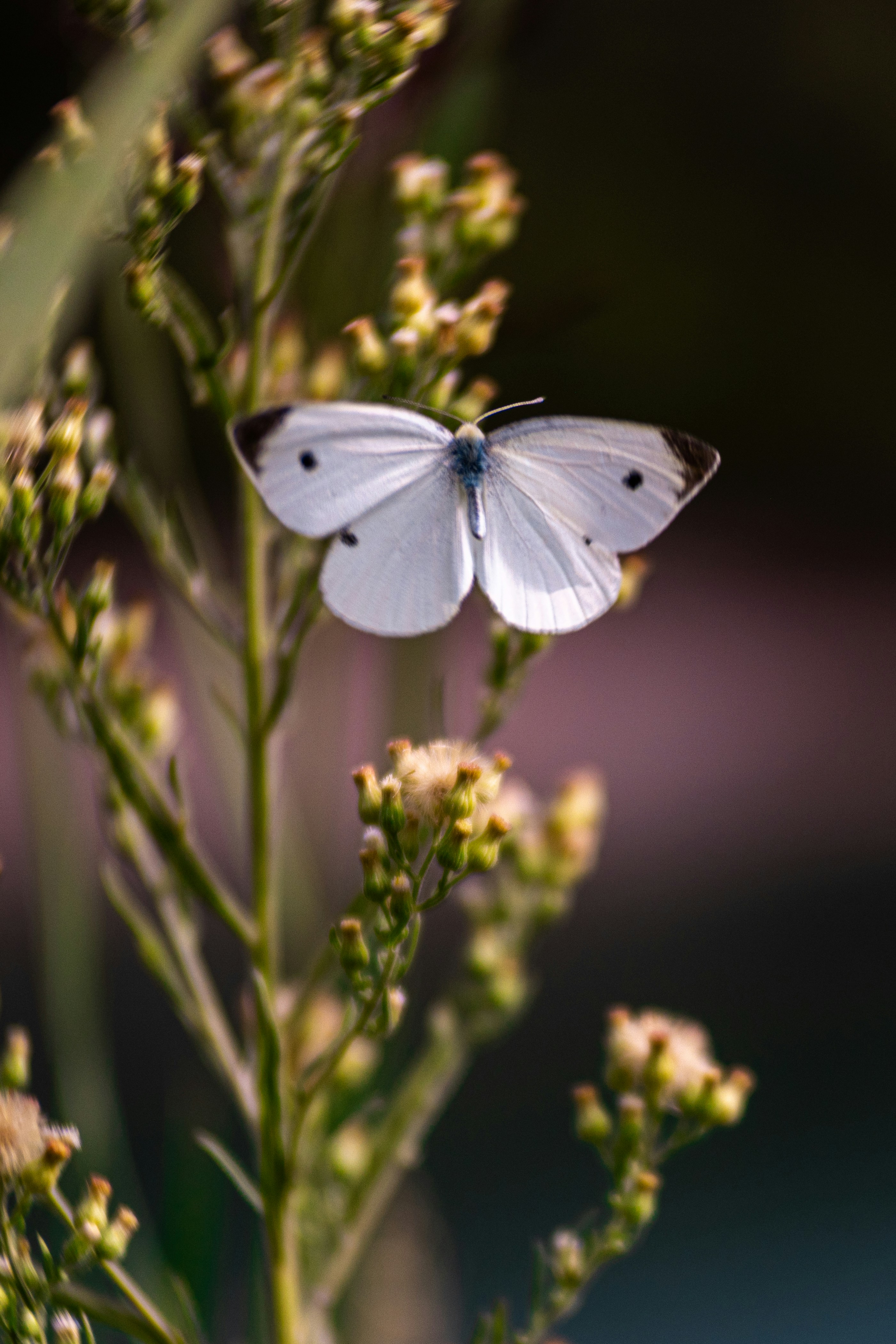 Delicate white butterfly perched on vibrant green foliage, showcasing intricate patterns against a soft, blurred background.