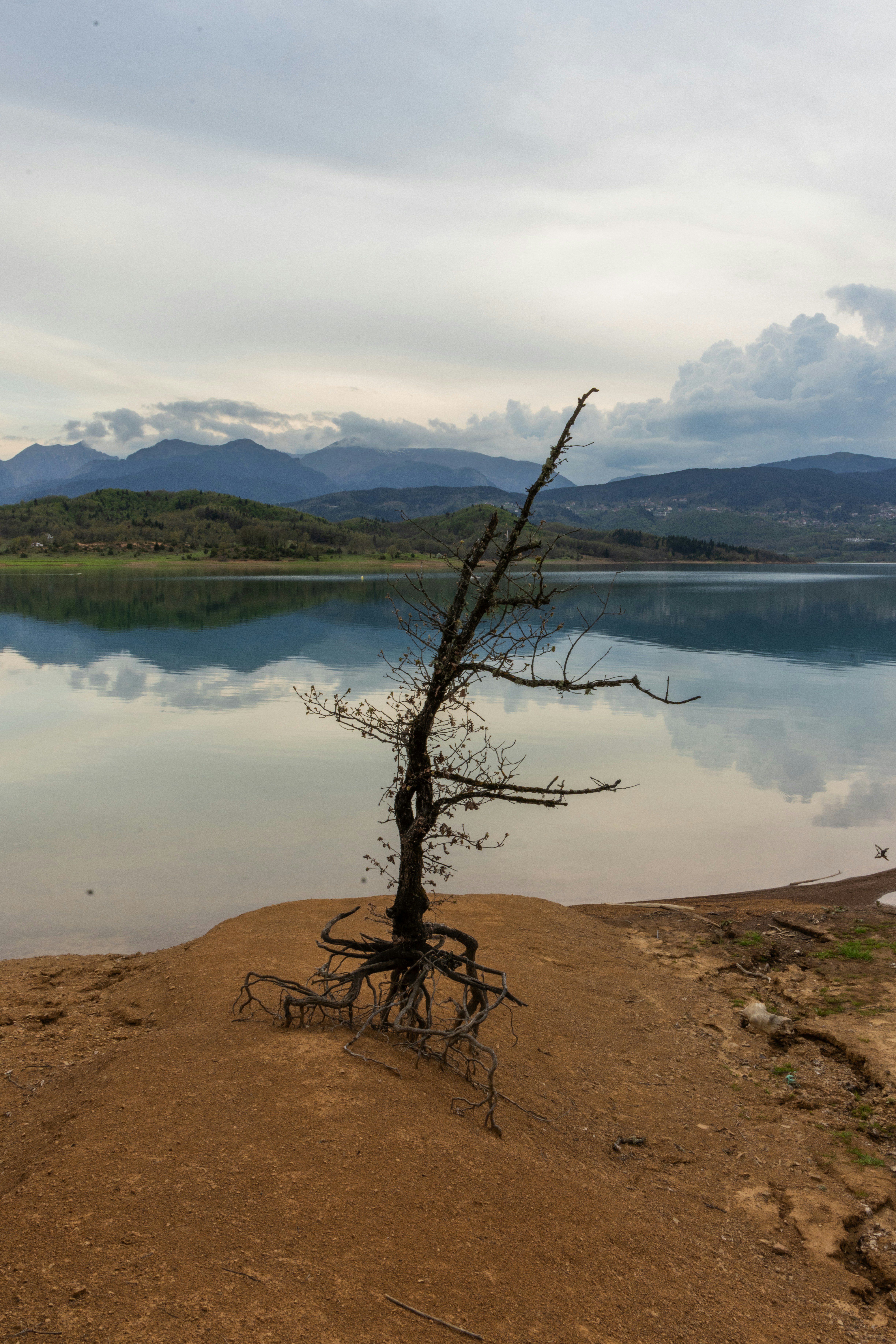 Resilient Solitude: The Lone Tree's Stand Against Time