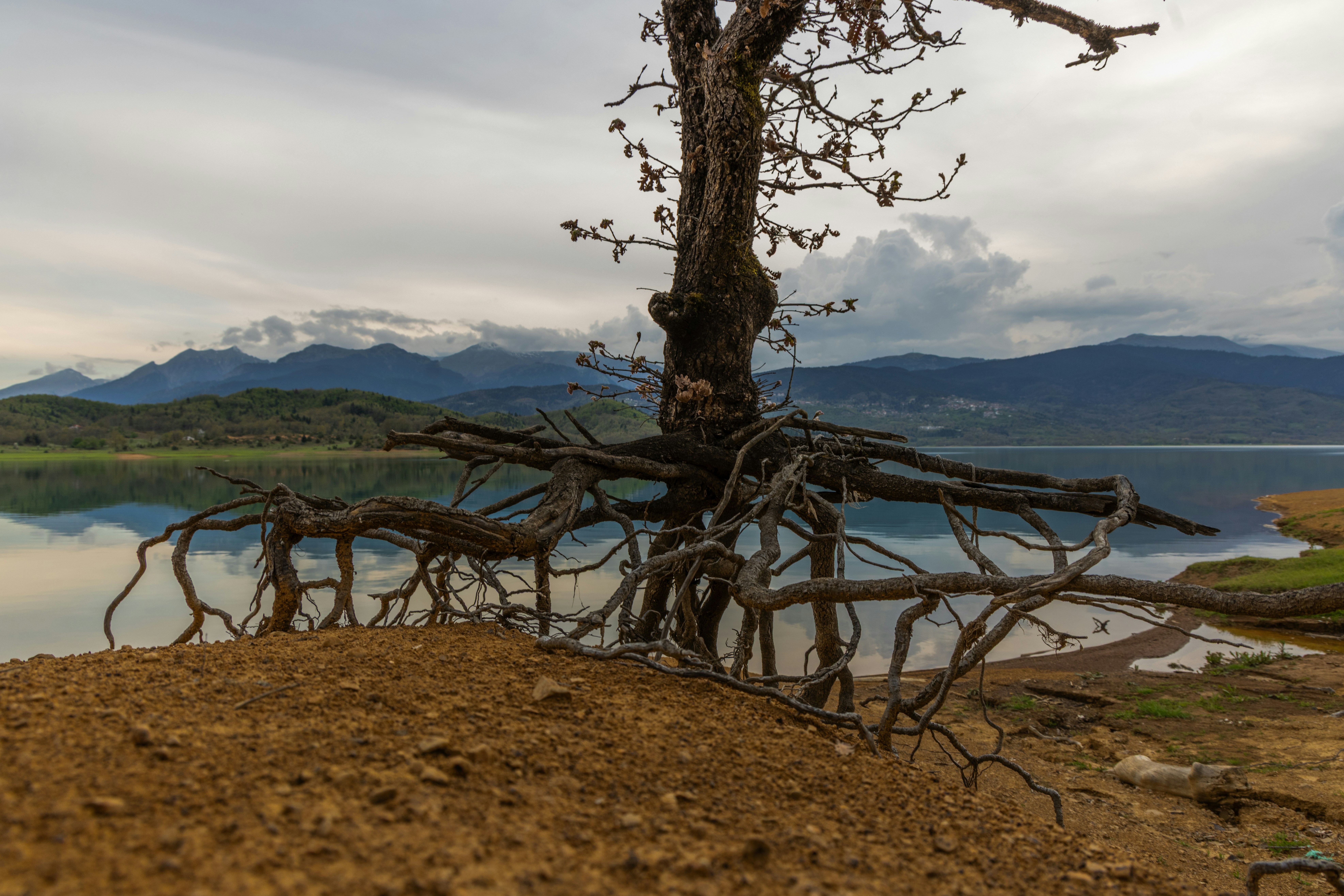 Roots of Resilience: Nature's Silent Guardians