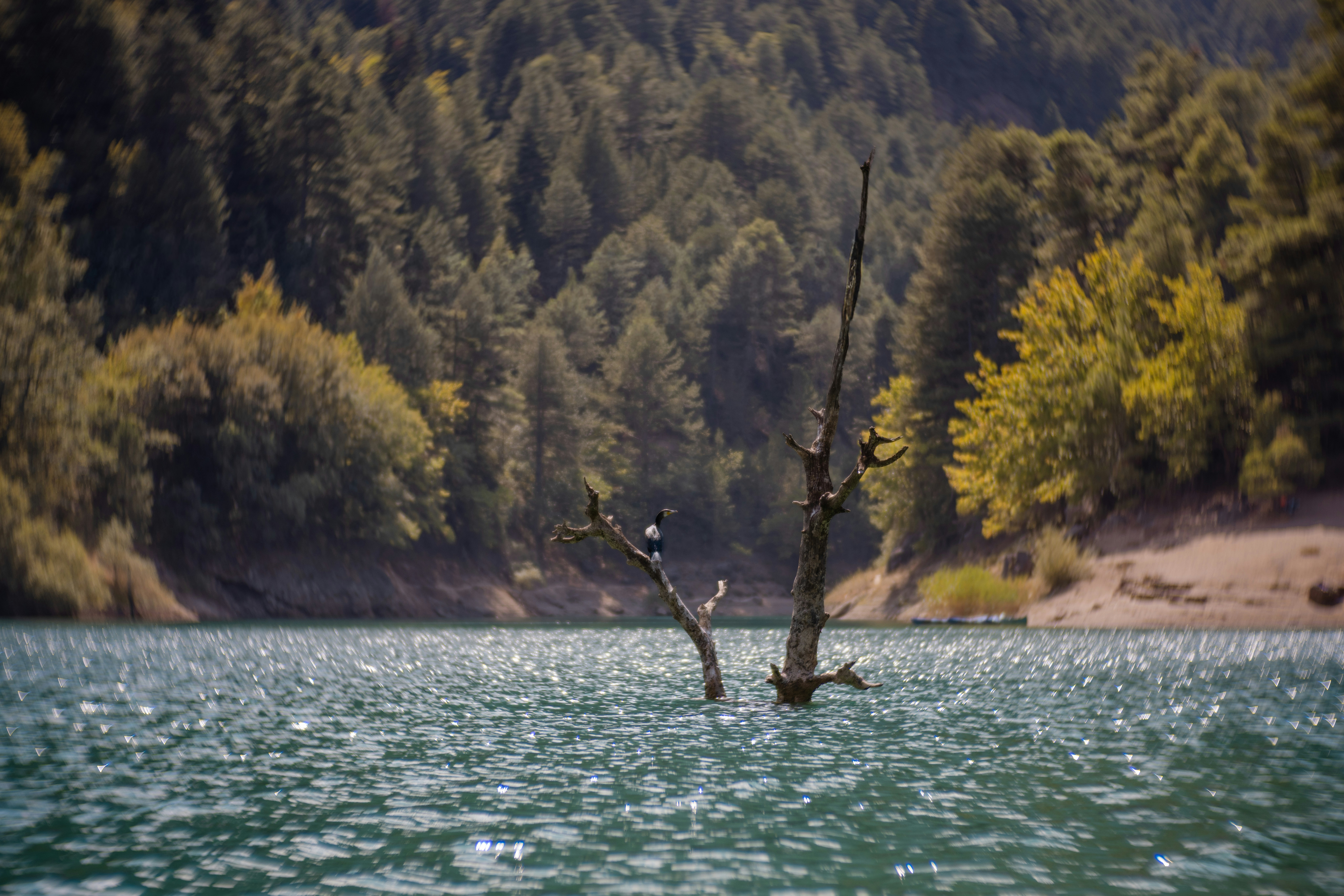 Lone Driftwood Sentinel Amid a Quiet Alpine Lake