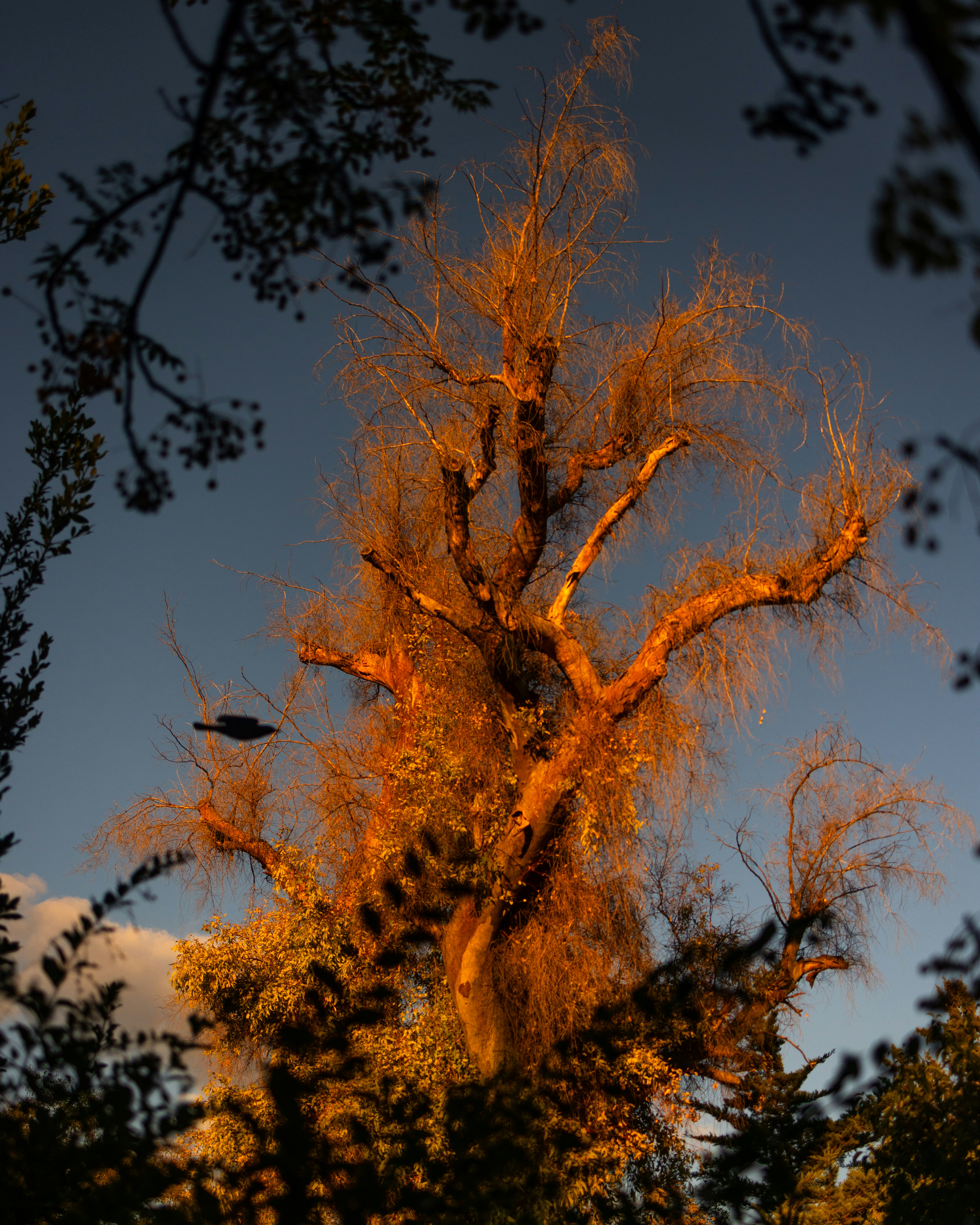 Embers of Autumn: A Tree's Last Glow