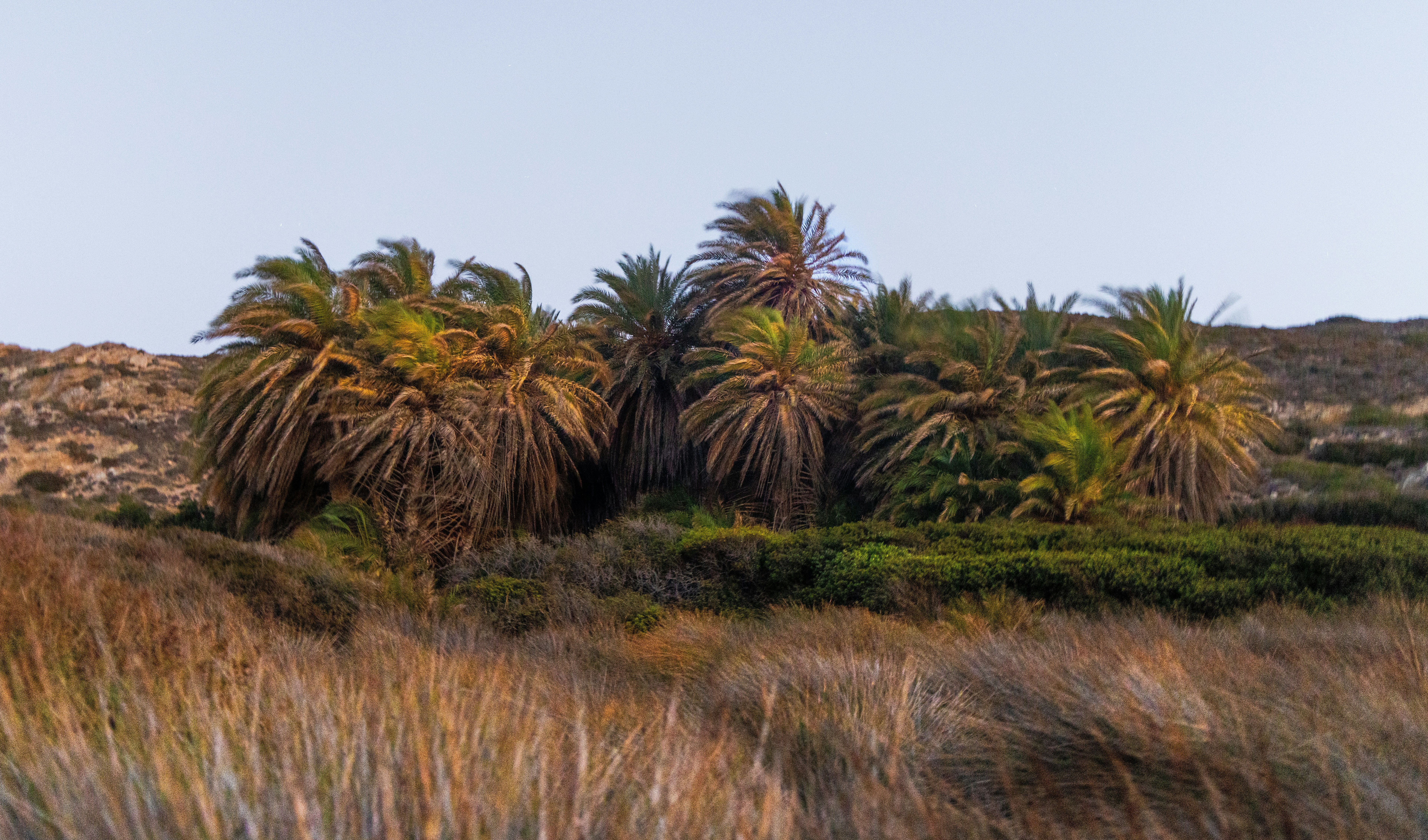 Oasis of Resilience Amidst the Dunes
