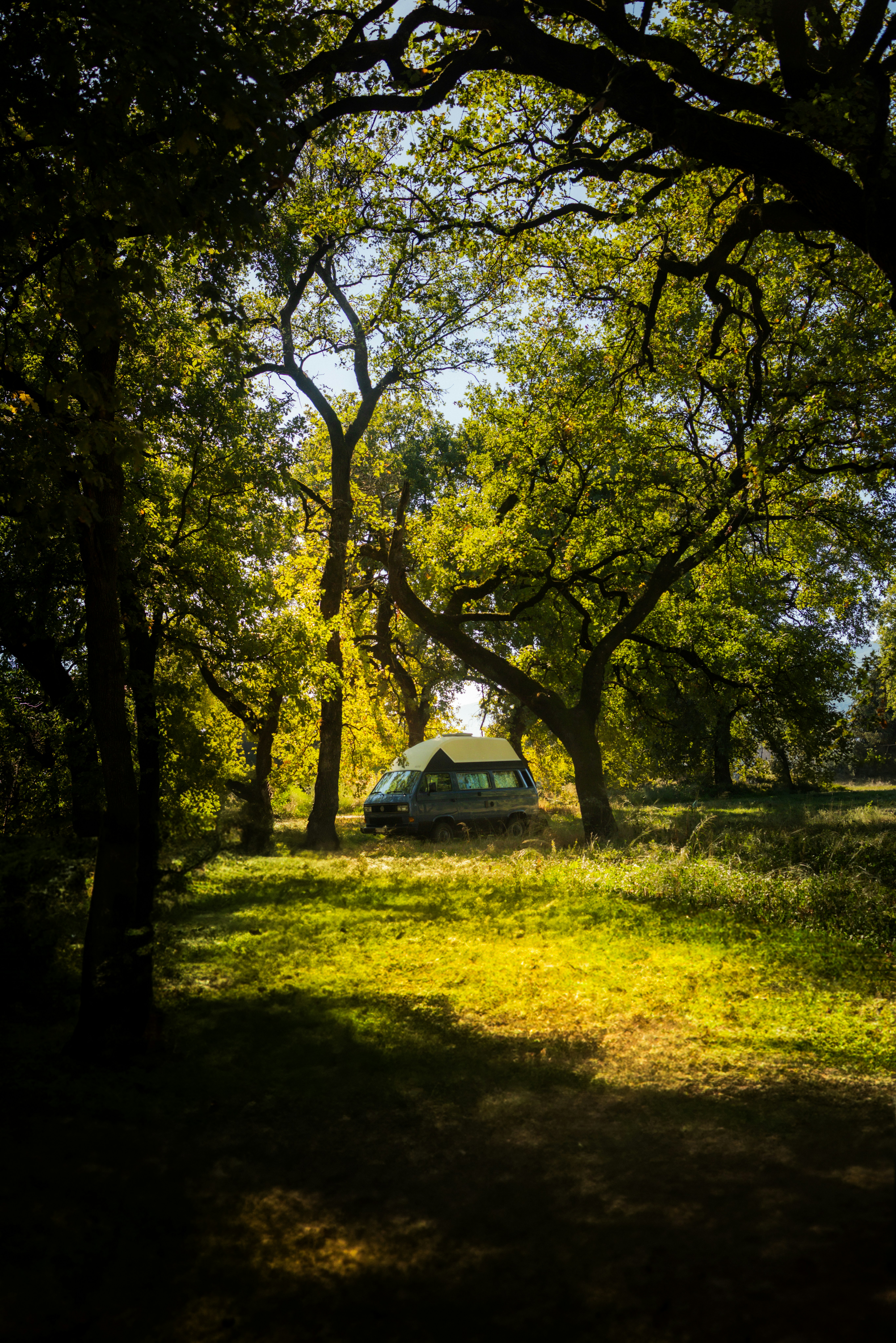 Green van parked in a sunlit forest clearing.