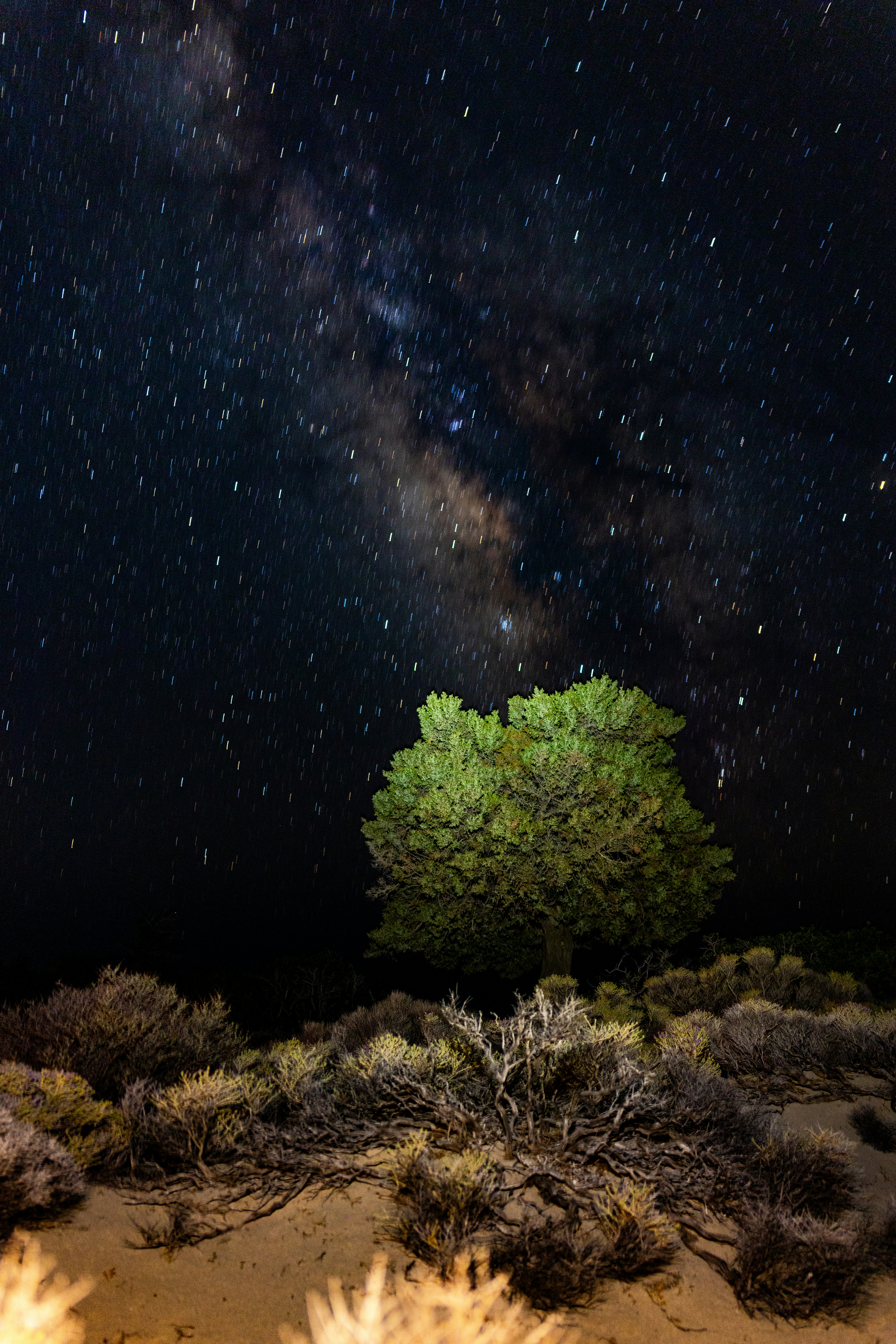 Celestial Canopy Over Desert Flora
