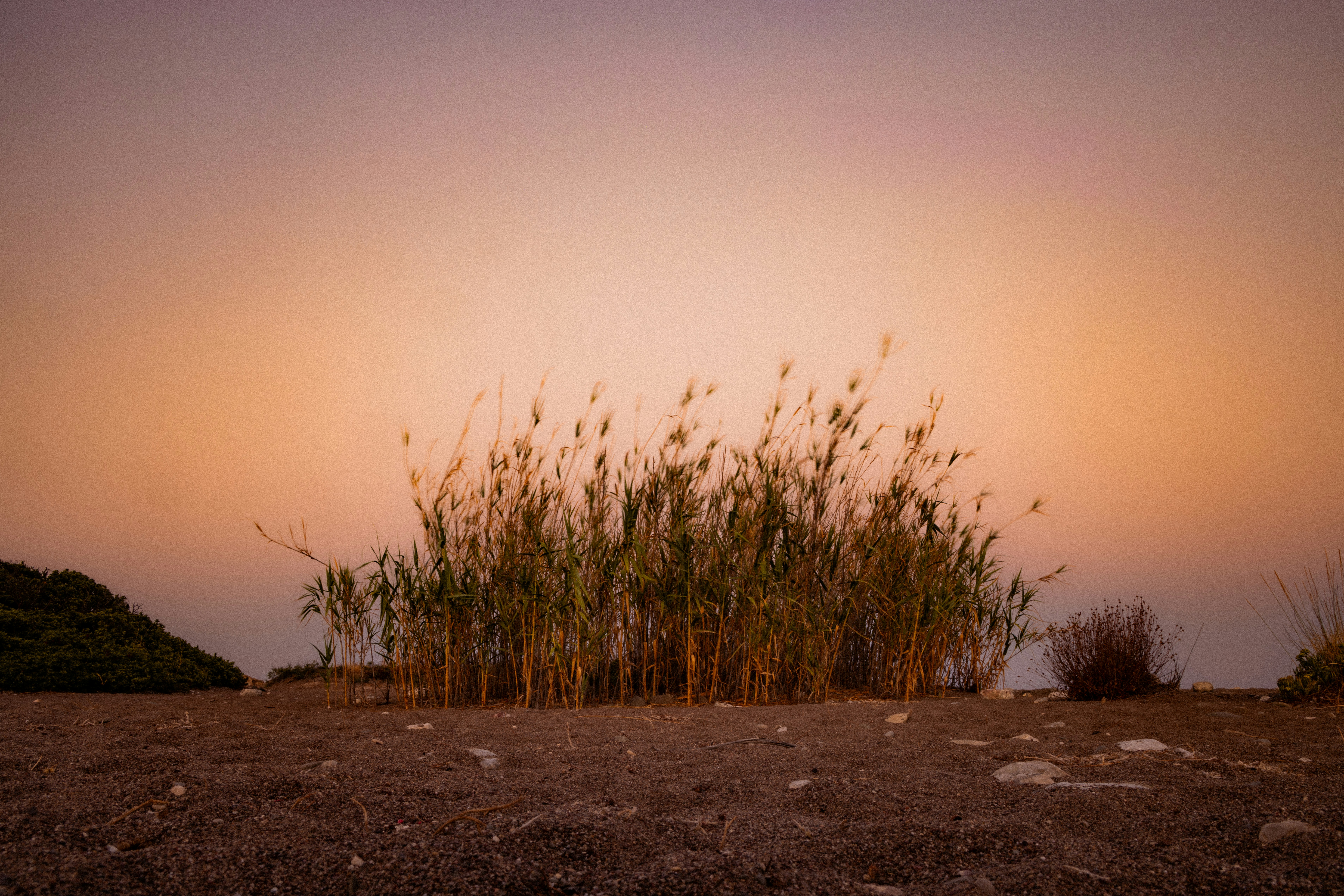 Evening Reeds on a Pebble Plain Beneath Peach Sky