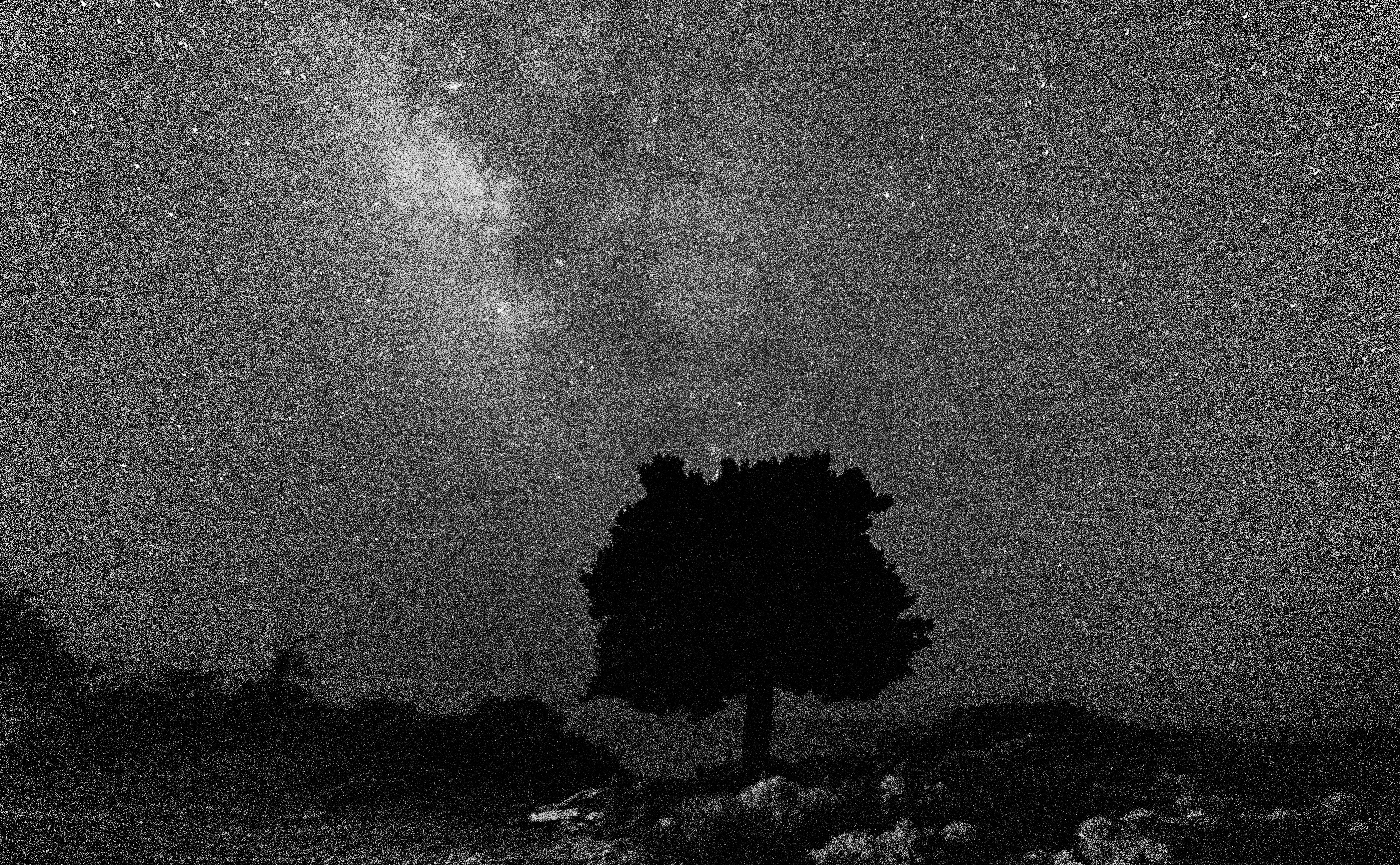 Silent Sentinel Under the Stars