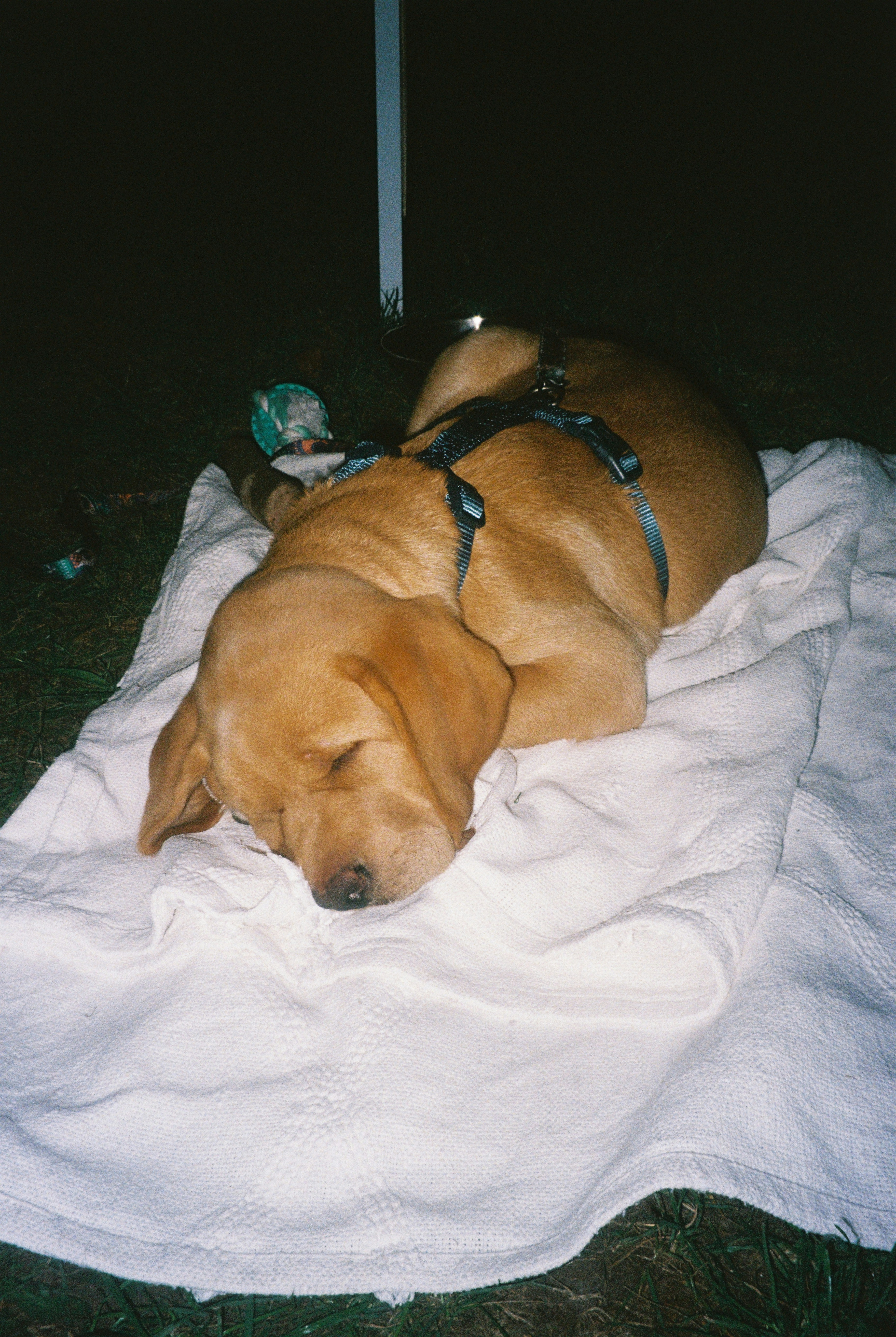 Shot on Kodak UltraMax 400 | A golden labrador dog sleeps peacefully on a blanket.