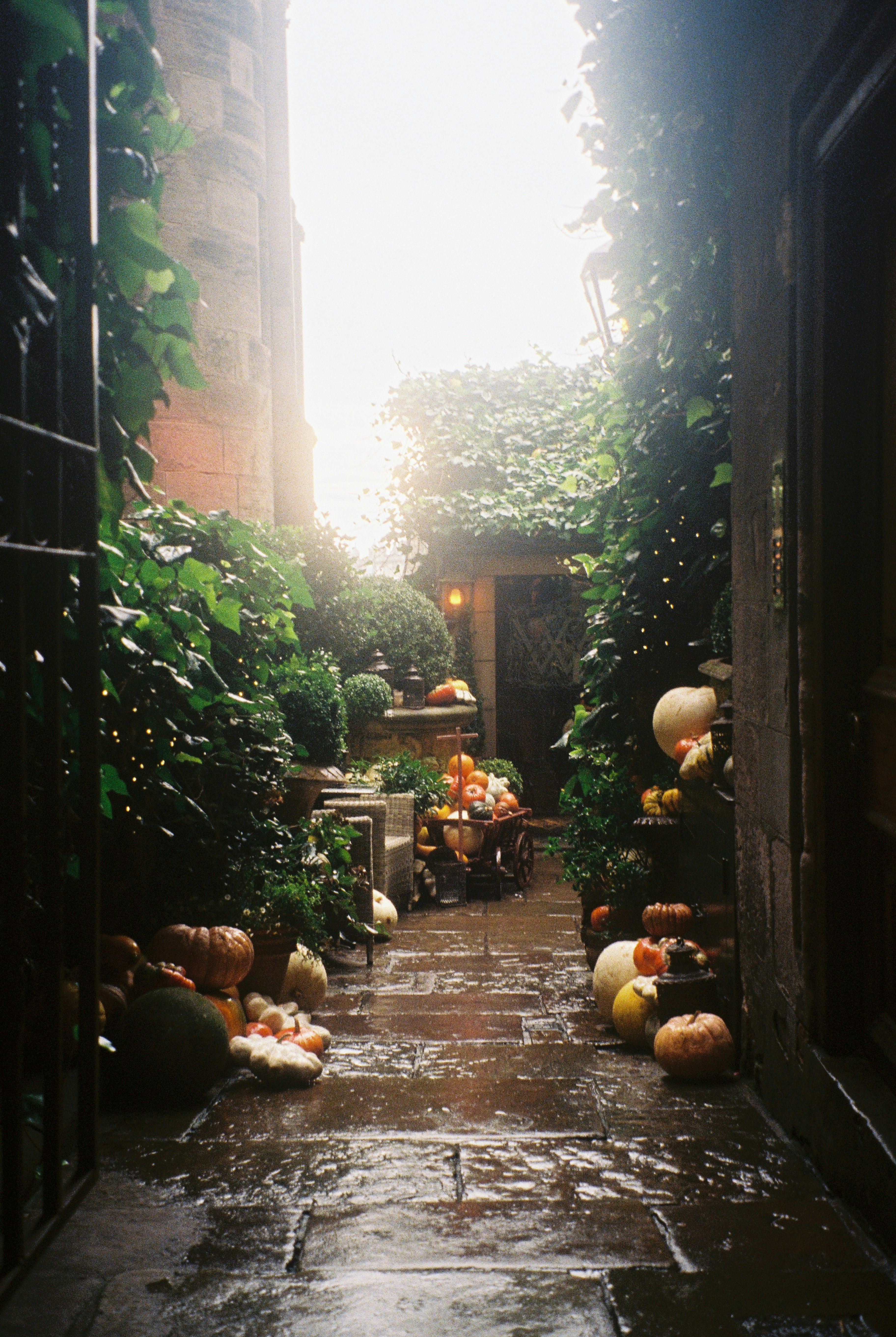 Charming garden pathway adorned with pumpkins and greenery, creating a cozy autumnal atmosphere. Soft light filters through the foliage.