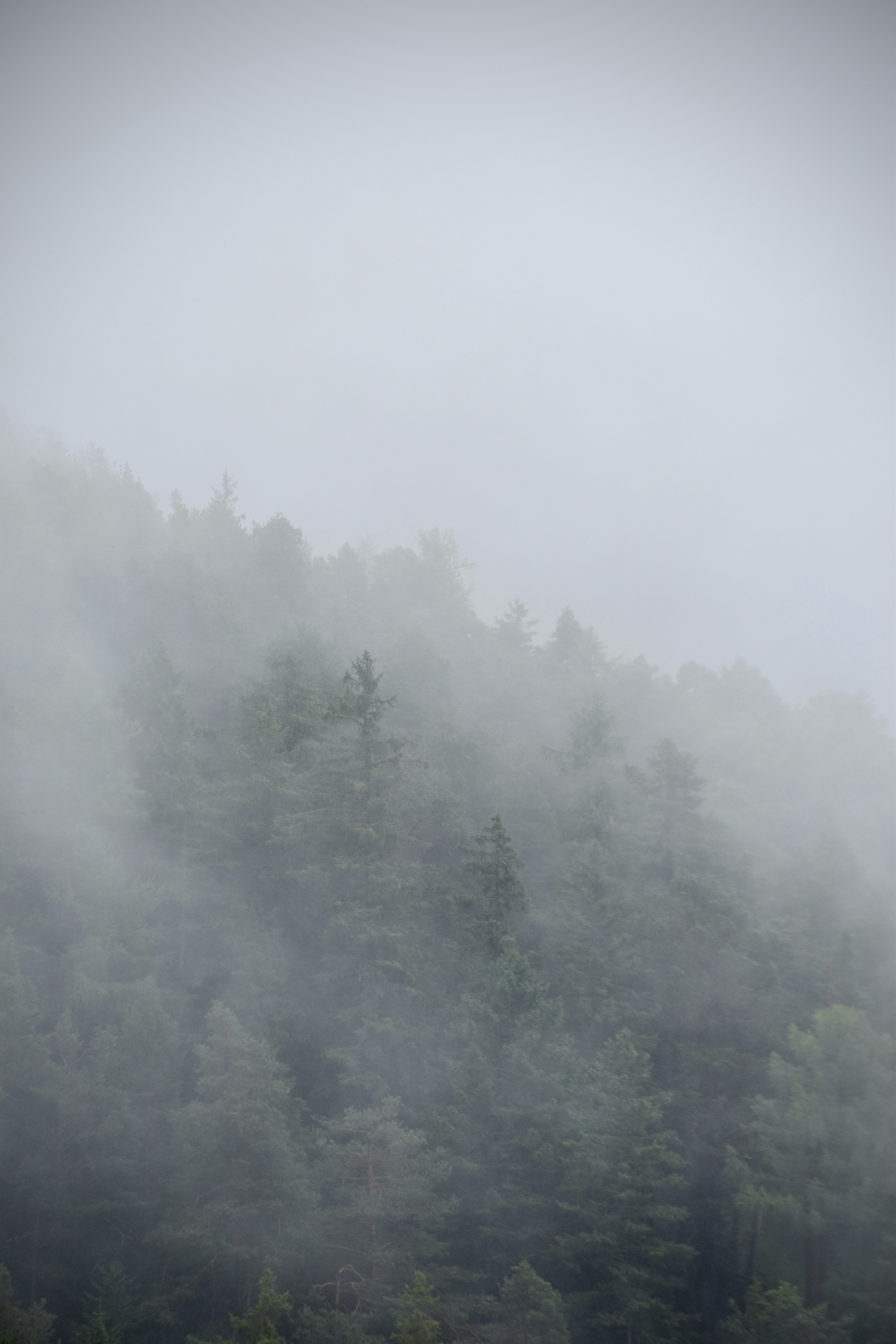 Misty evergreen forest on a cloudy day