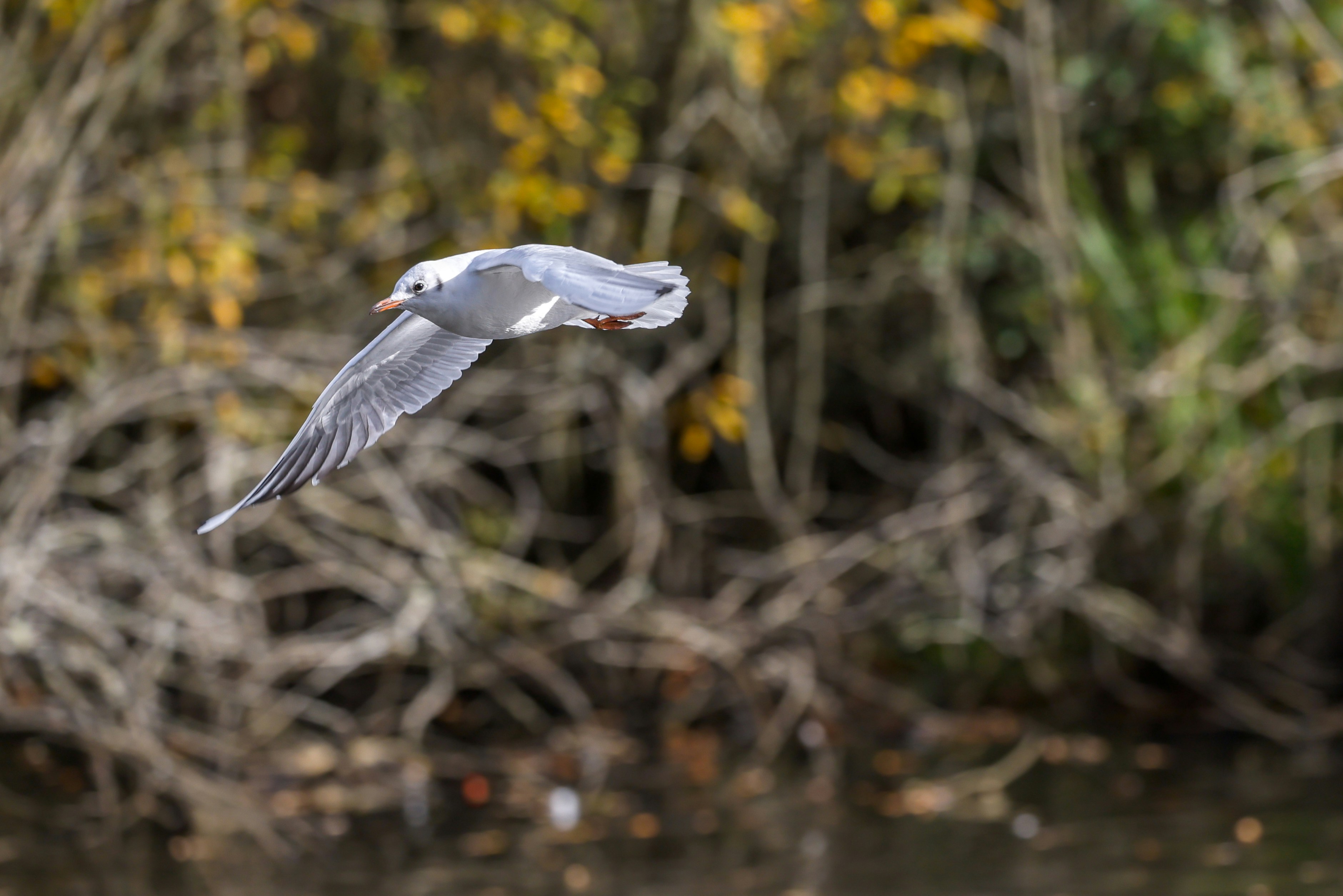 Graceful Flight Over Autumn Waters