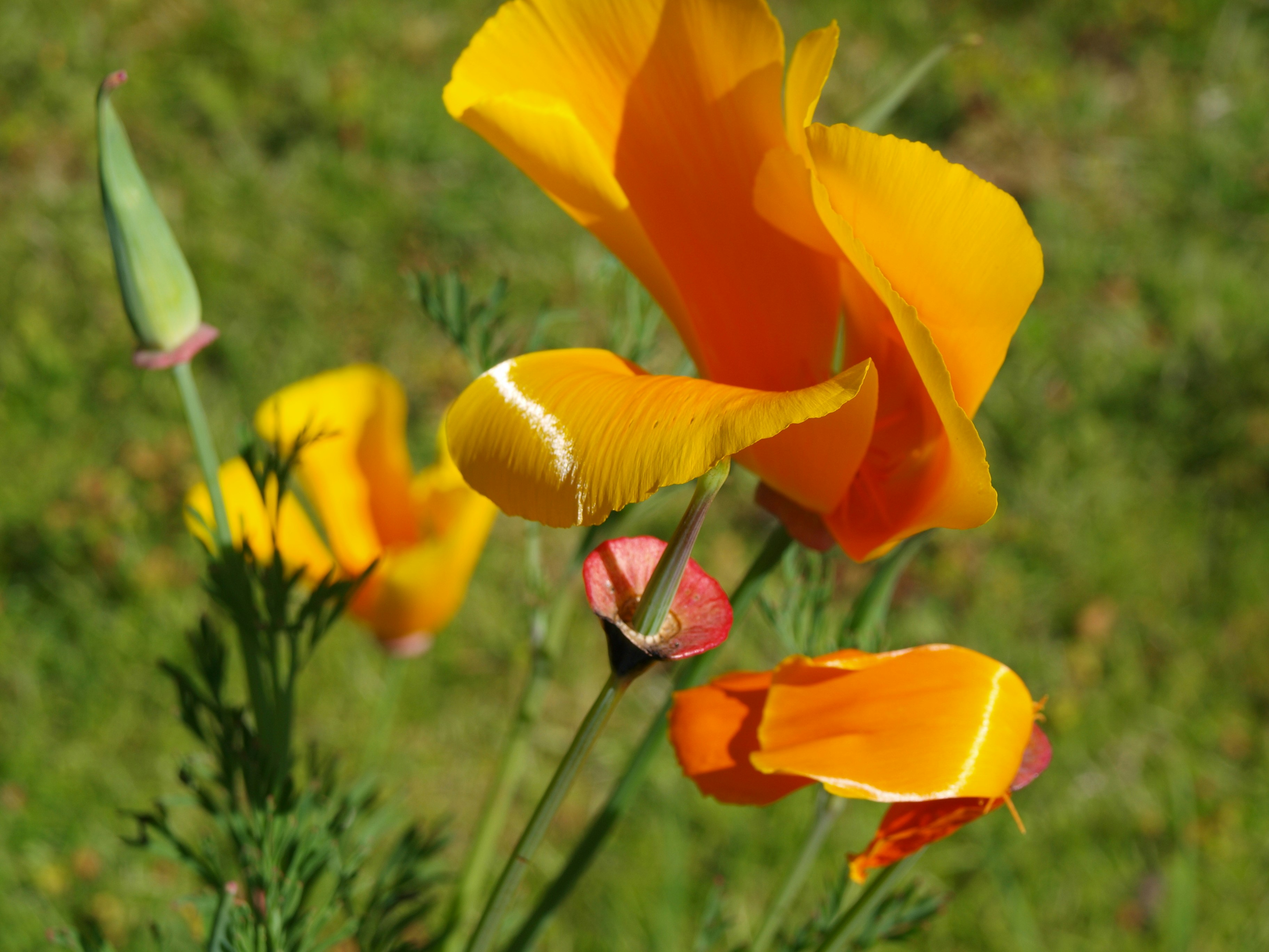 Another beautiful motion shot of bright orange California Poppy flowers in the gentle spring breeze. | Orange poppies blooming in a field