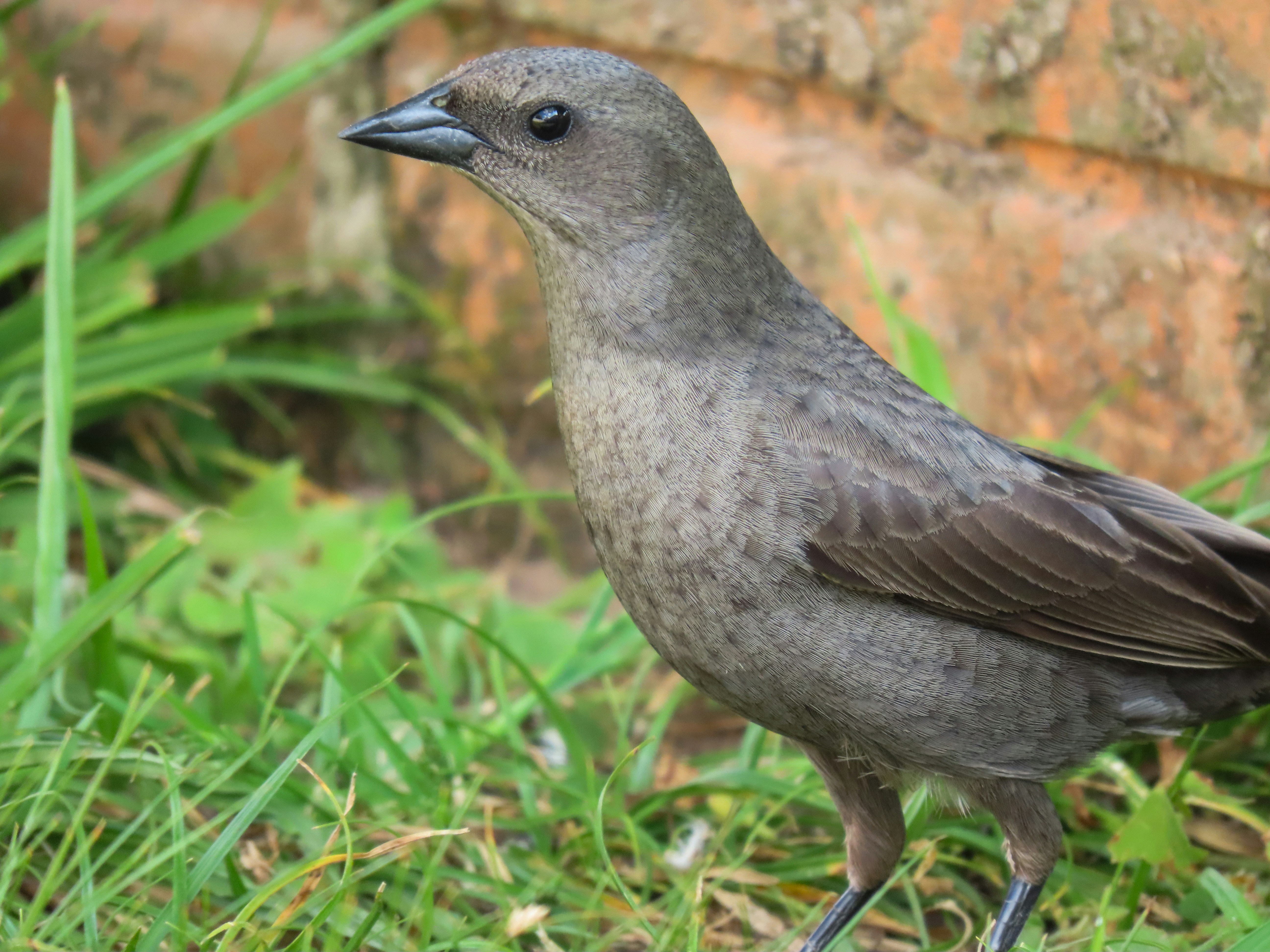 Chupim/Shiny Cowbird (Molothrus bonariensis) | A small brown bird stands in green grass.