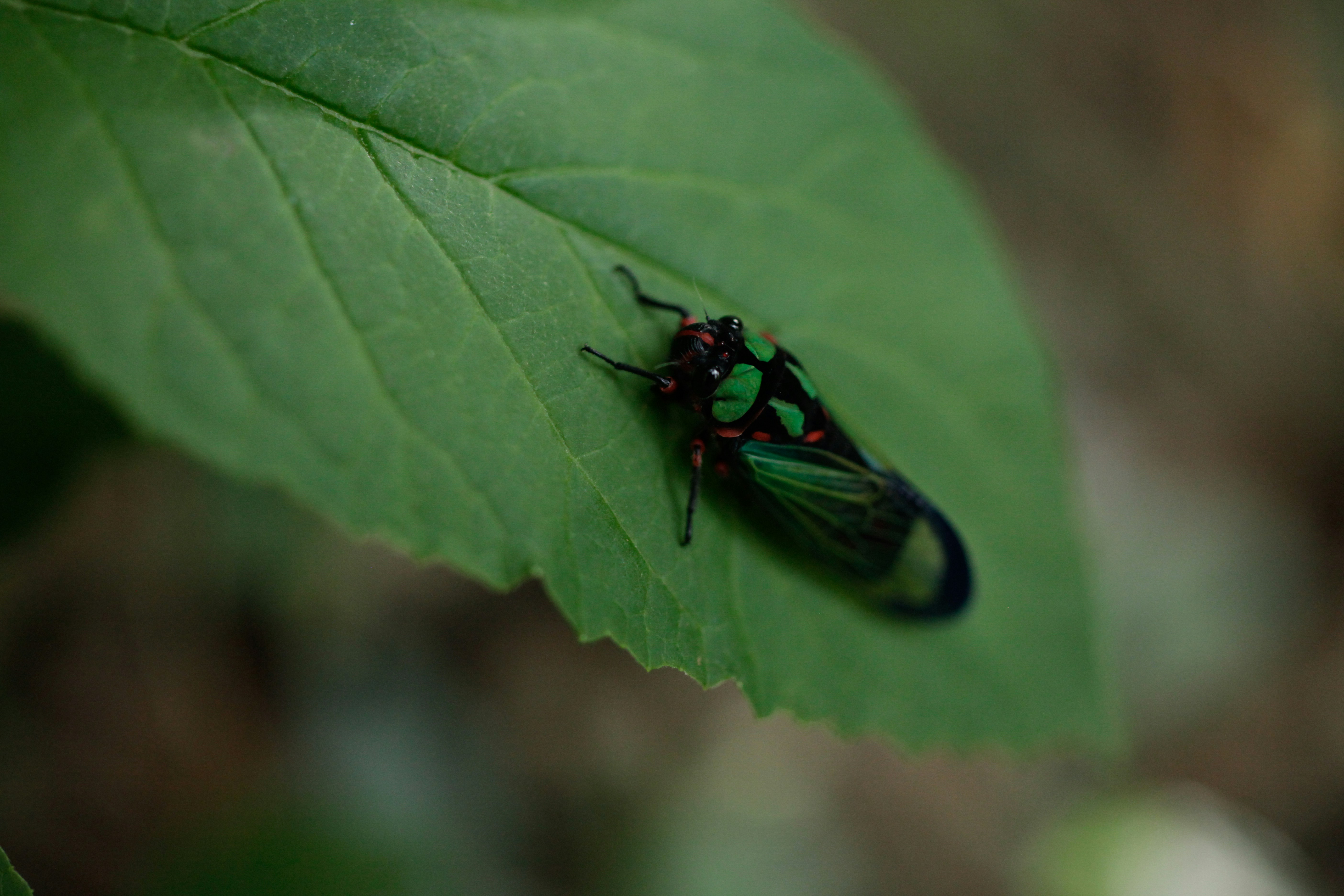 Emerald Whisper: Nature's Intricate Artisan