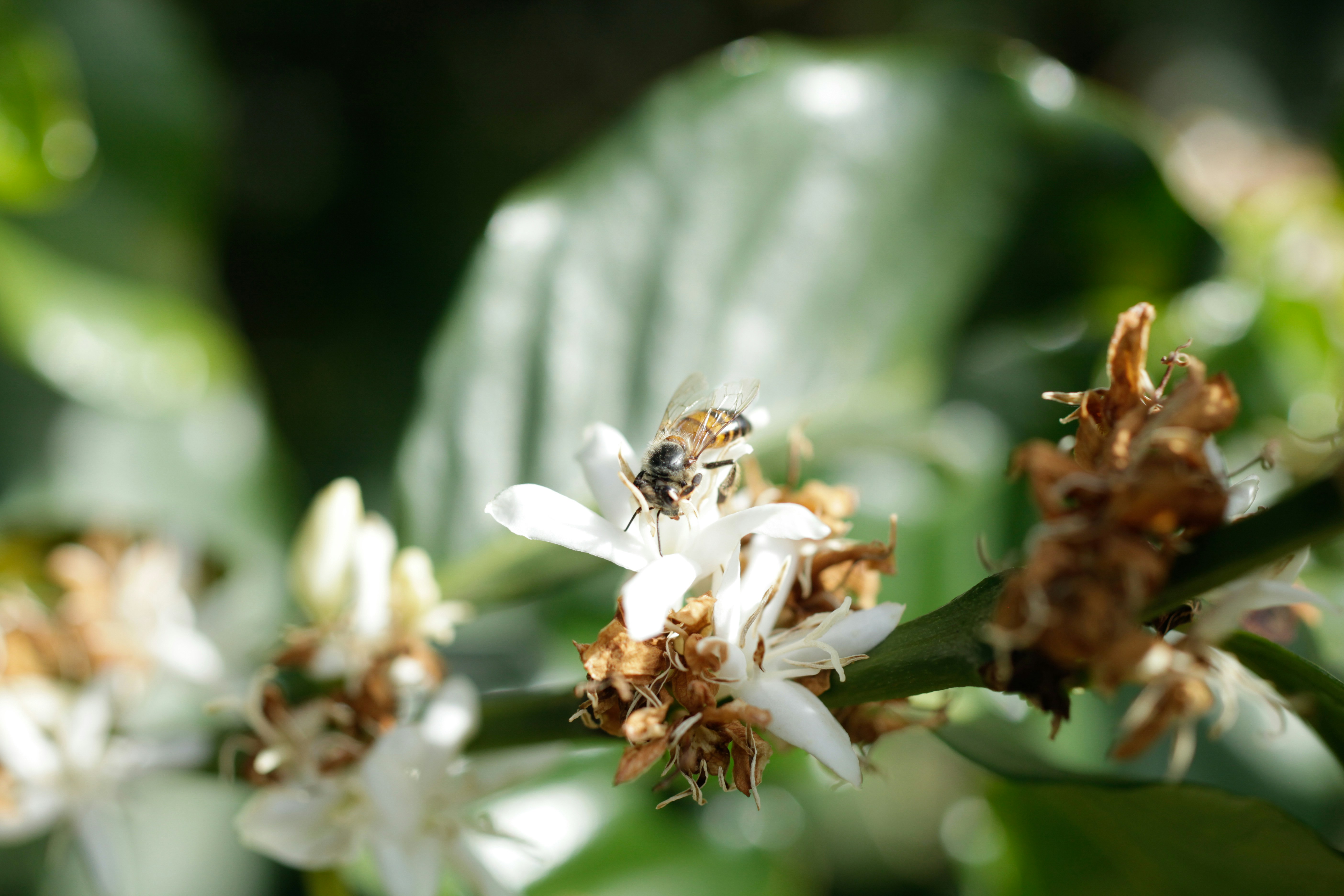 Florada de café no sítio córrego da Anta | A bee pollinating a white flower on a branch