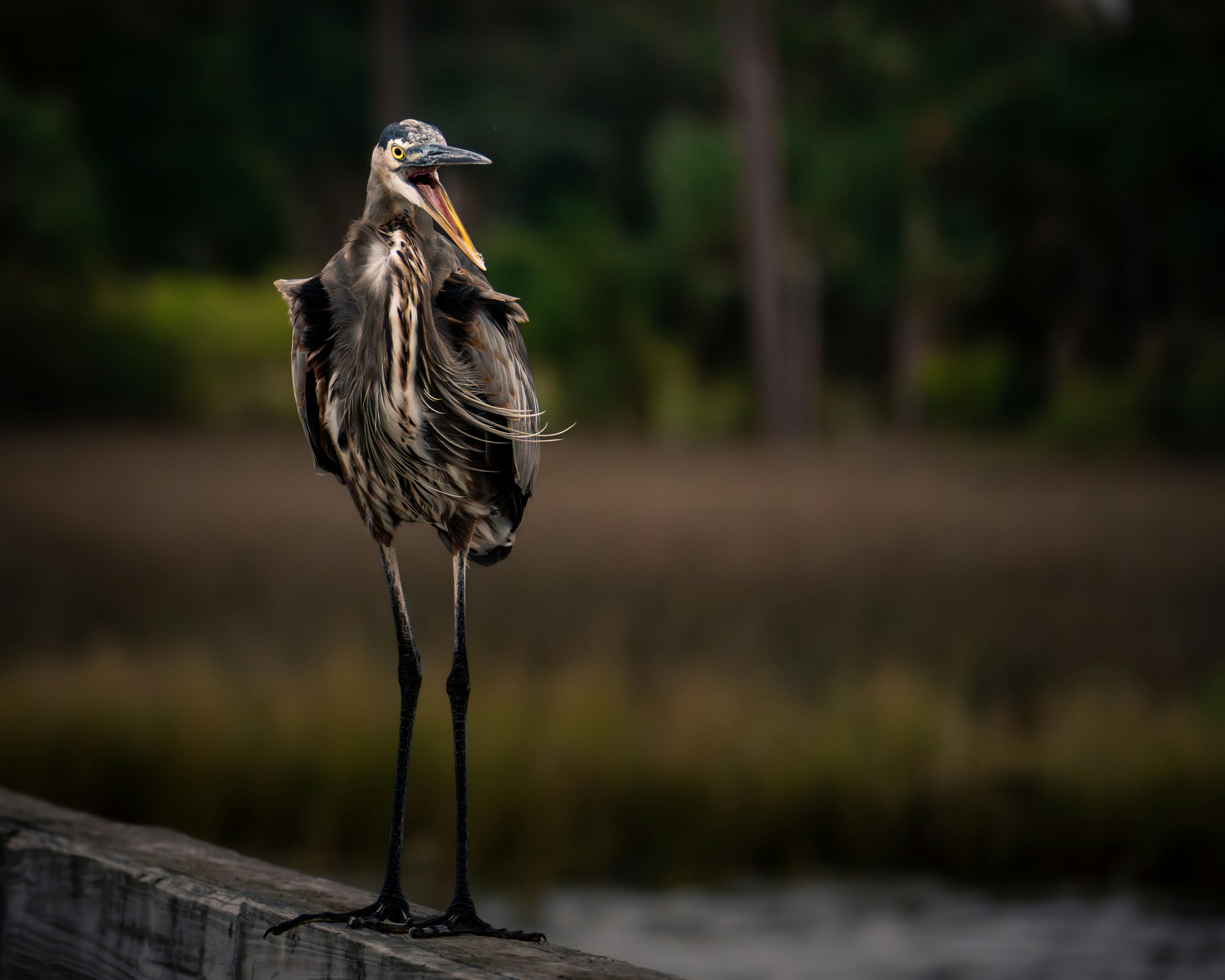 The Watchful Sentinel of the Marsh