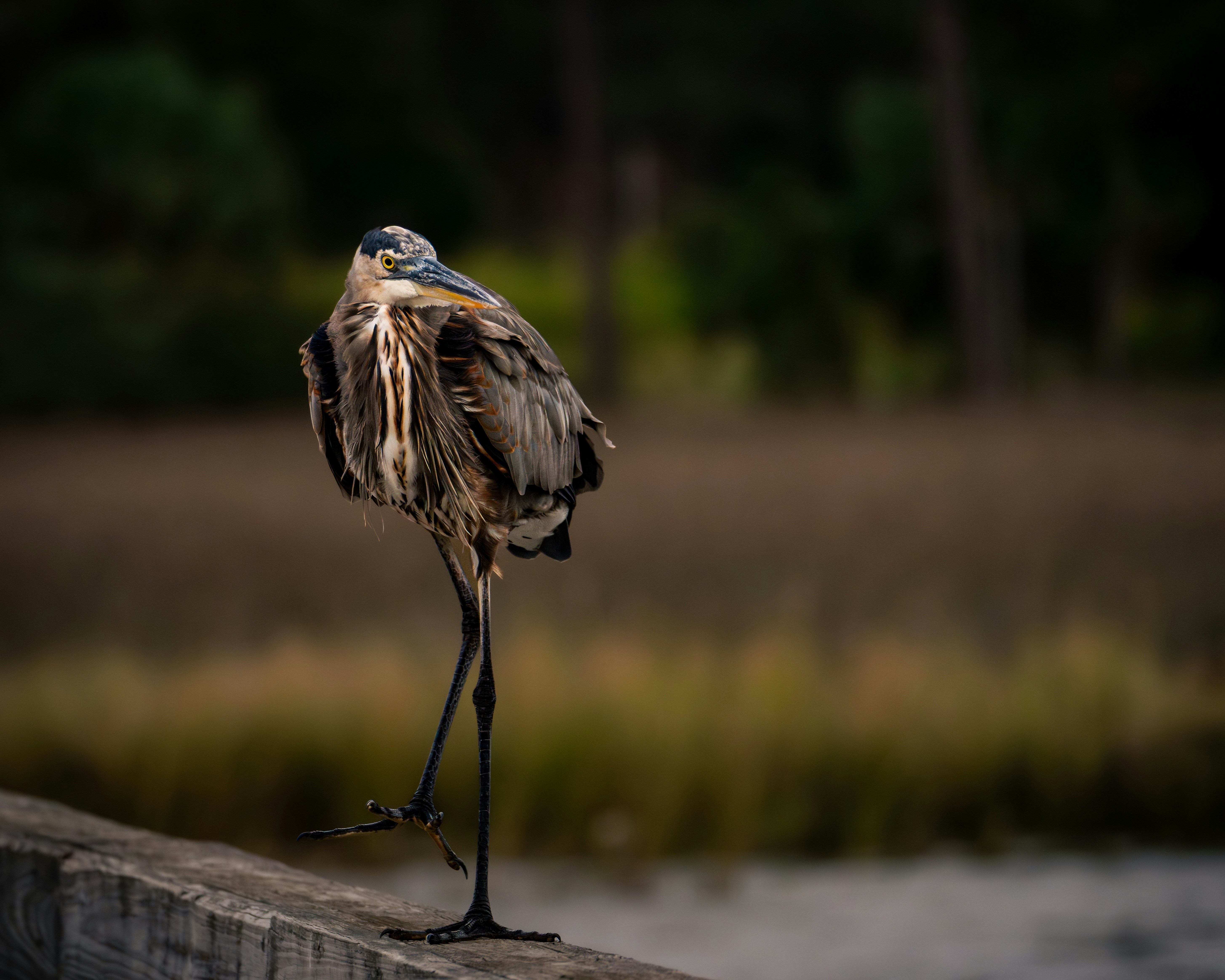 A great blue heron perched gracefully on a railing, balancing on one leg amidst a blurred natural backdrop. 