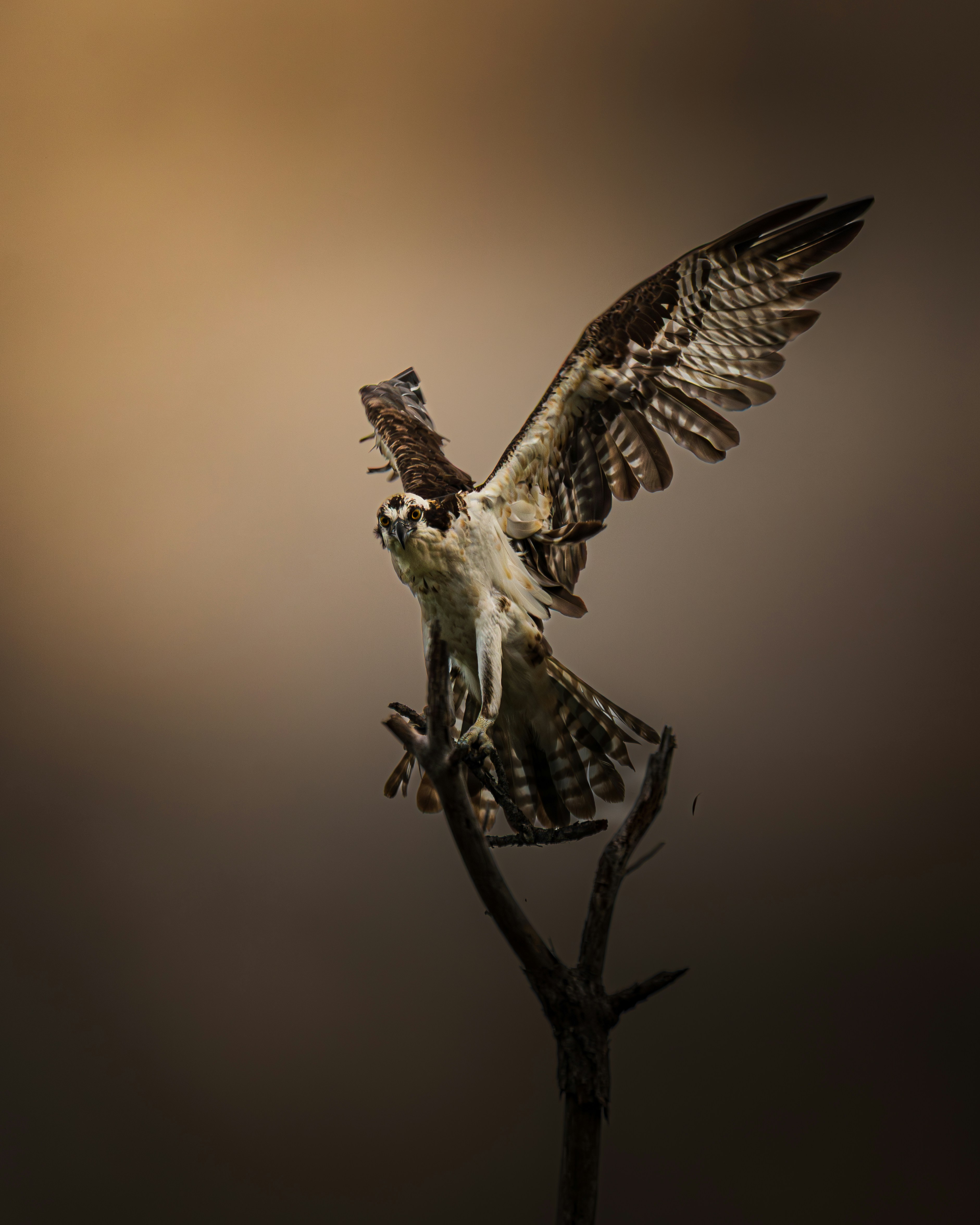 Osprey Bird of Prey Perched on Branch in Dramatic Light
