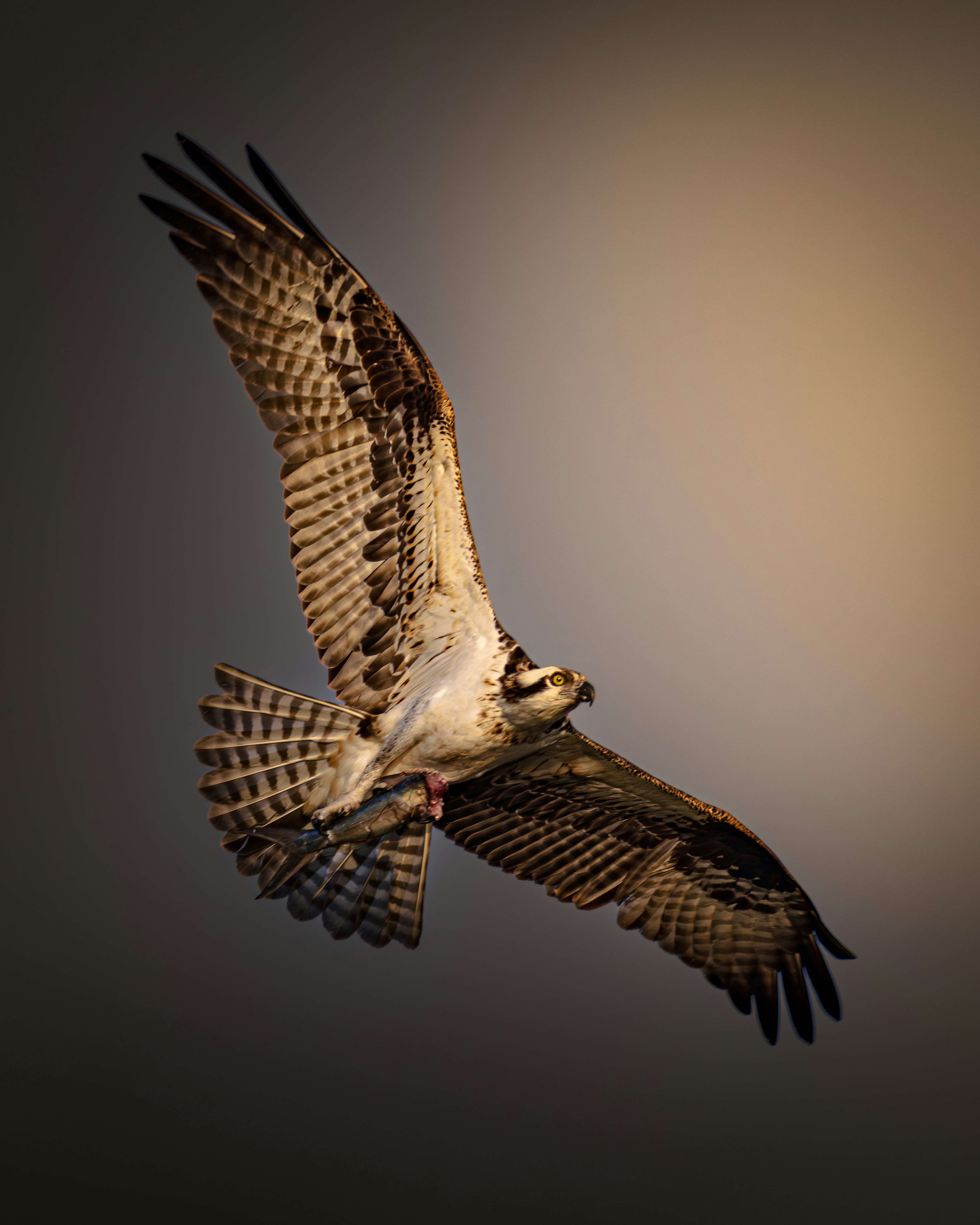 Edge of Light: Hawk in Mid-Flight Against a Warm Gradient Sky