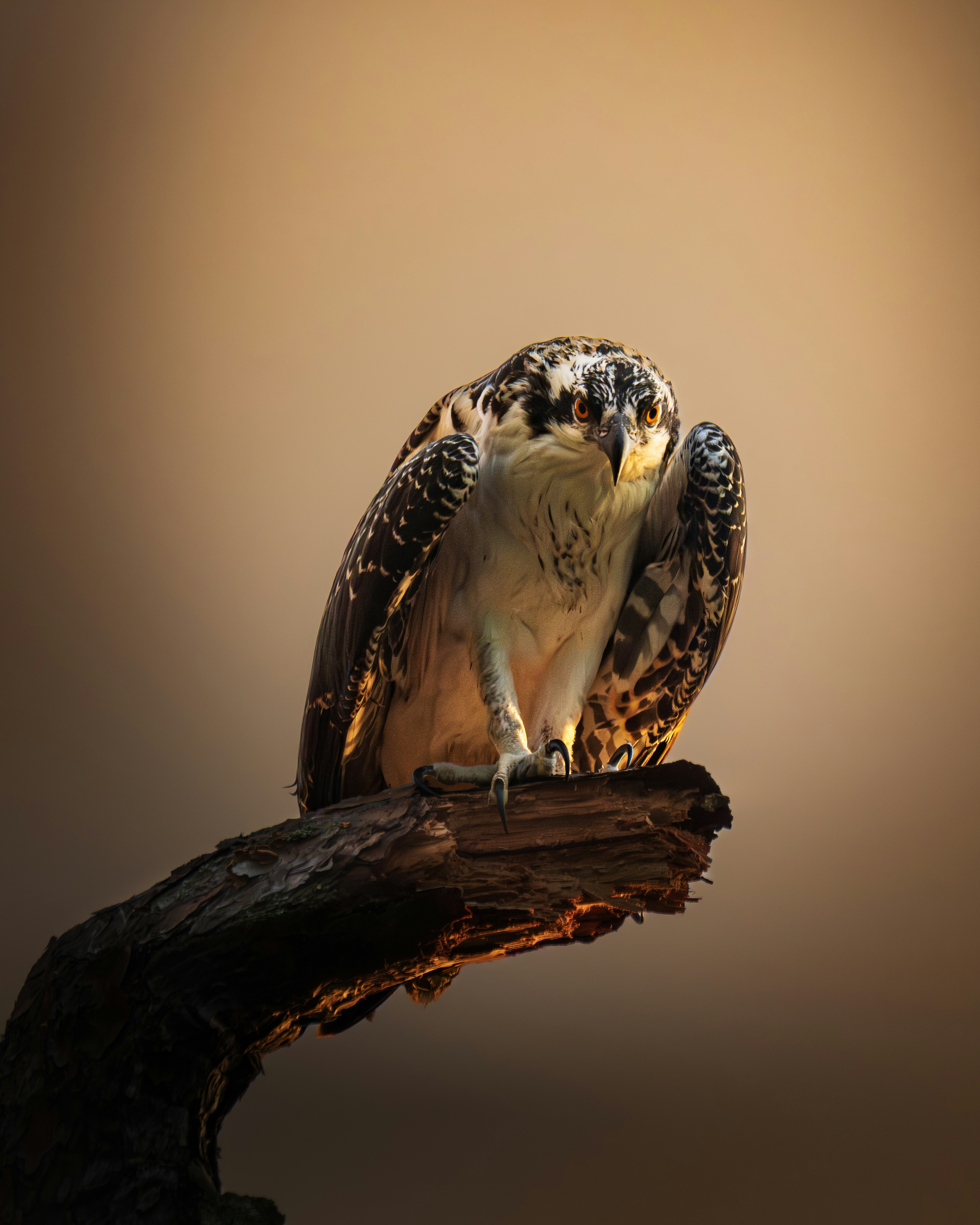 A hawk perched on a weathered branch, illuminated by soft golden light, exuding a sense of watchfulness and grace.