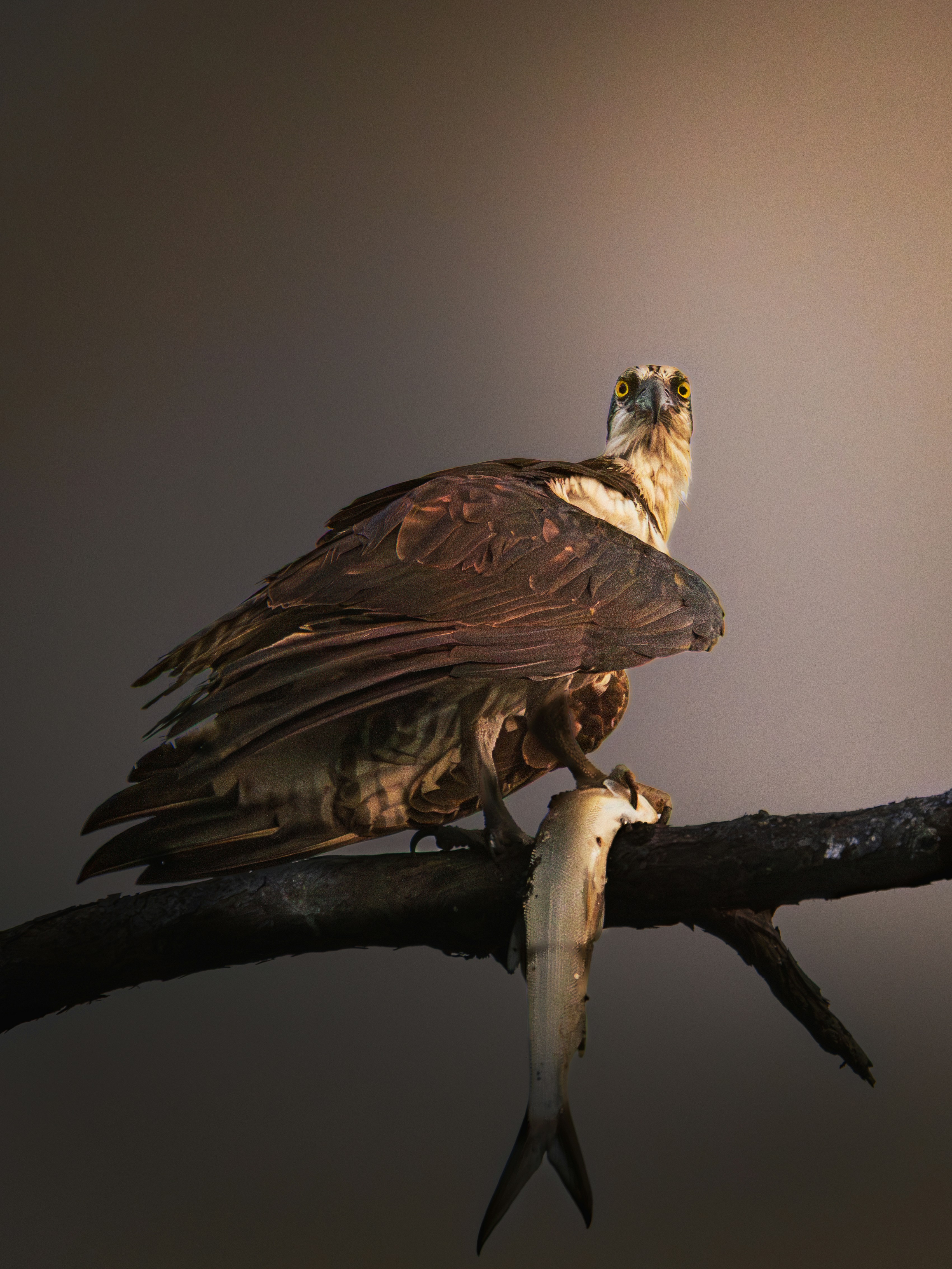 Osprey perched on a branch, clutching a fish, with an intense gaze against a softly lit background.