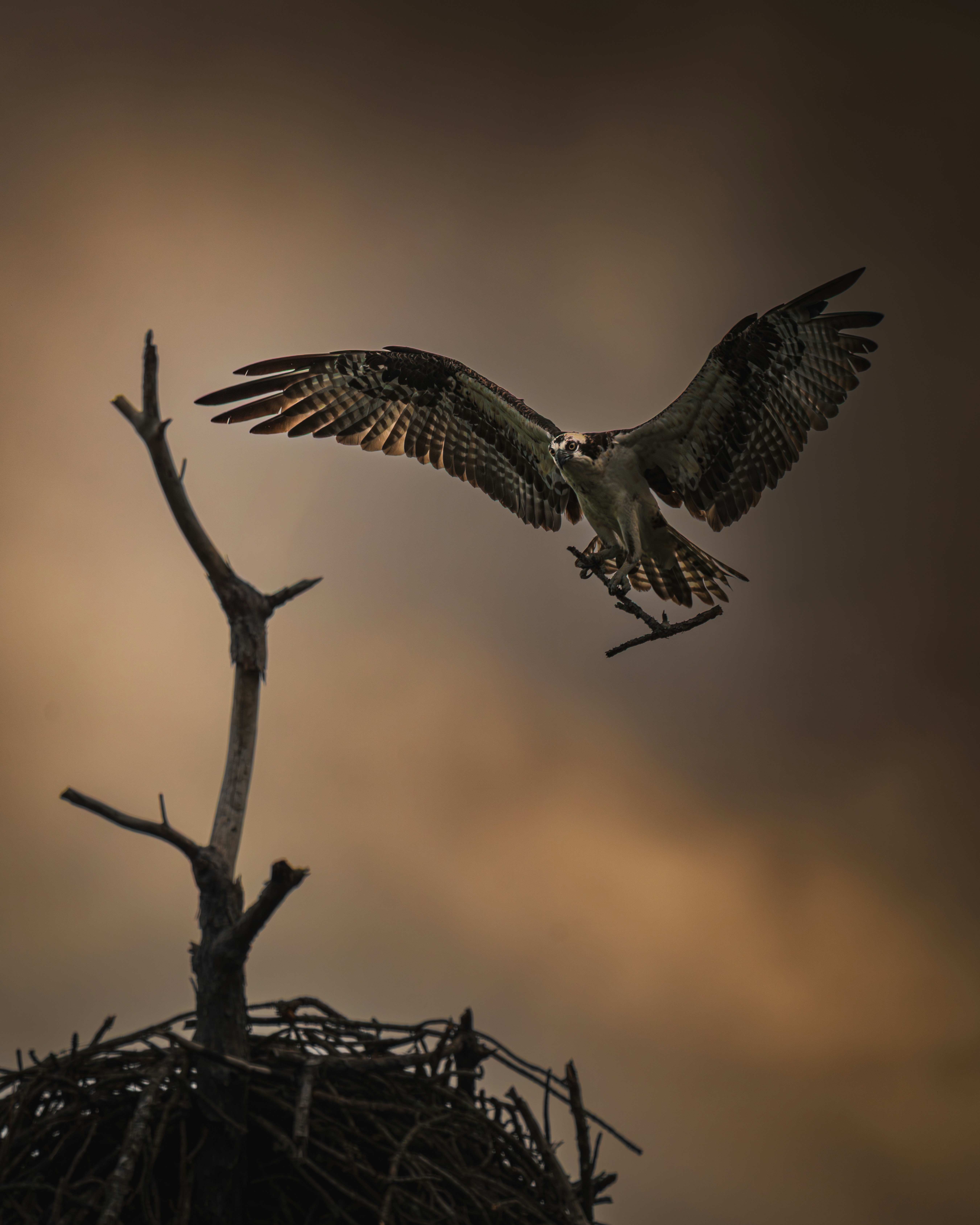 Amber Sky Lift: A hawk ascends from a weathered nest beneath a molten sunset