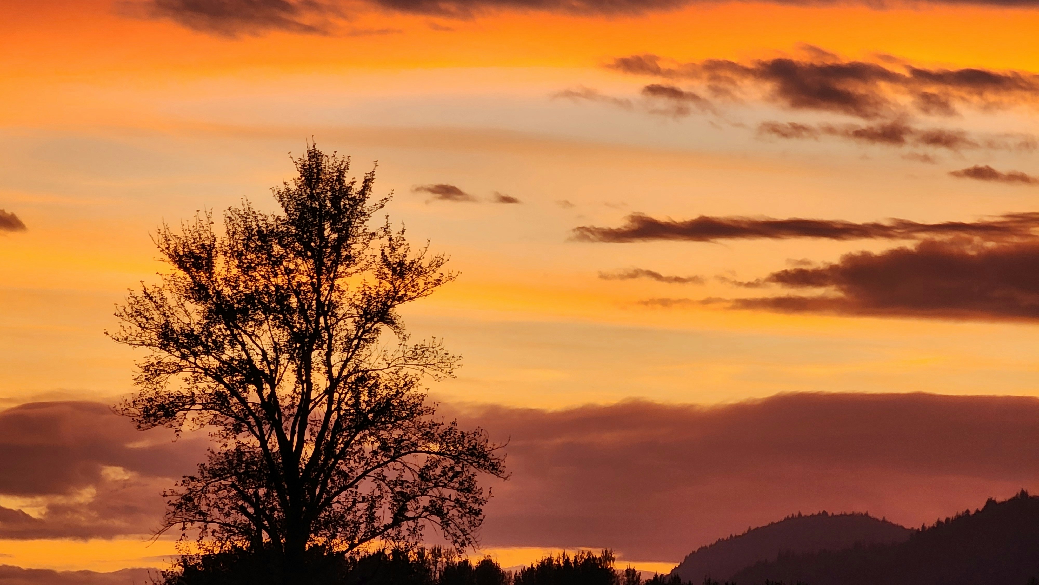 Silhouette of a tree against a vibrant sunset sky.