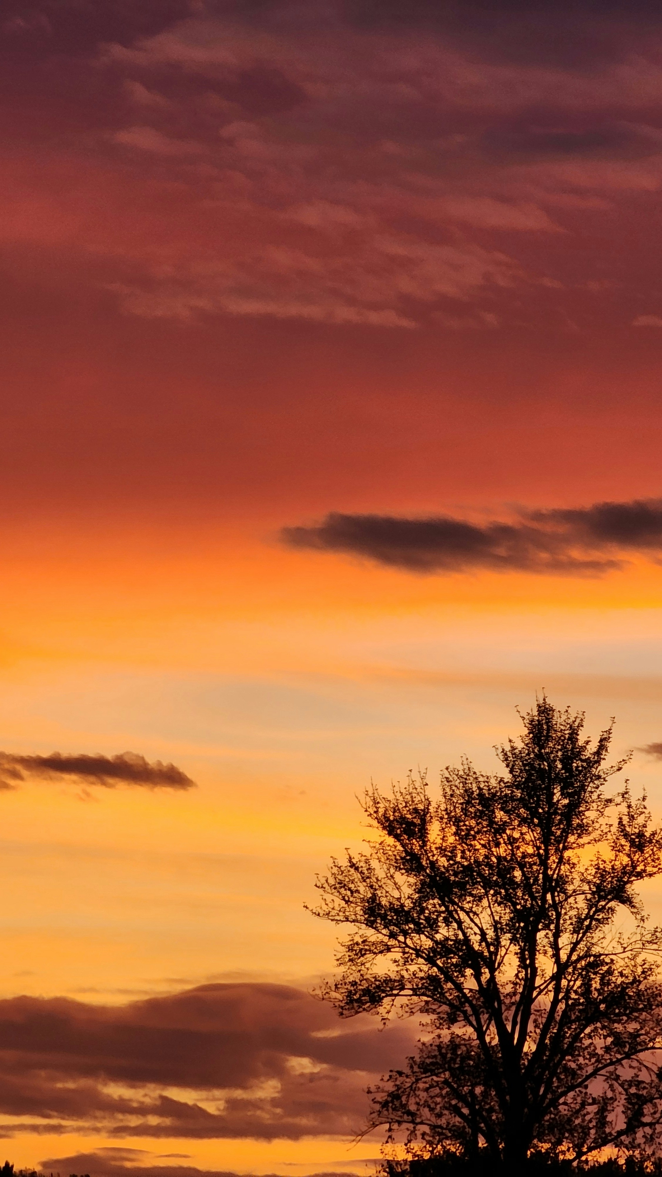 Silhouetted tree against a vibrant sunset sky, showcasing a gradient of warm colors and soft clouds.