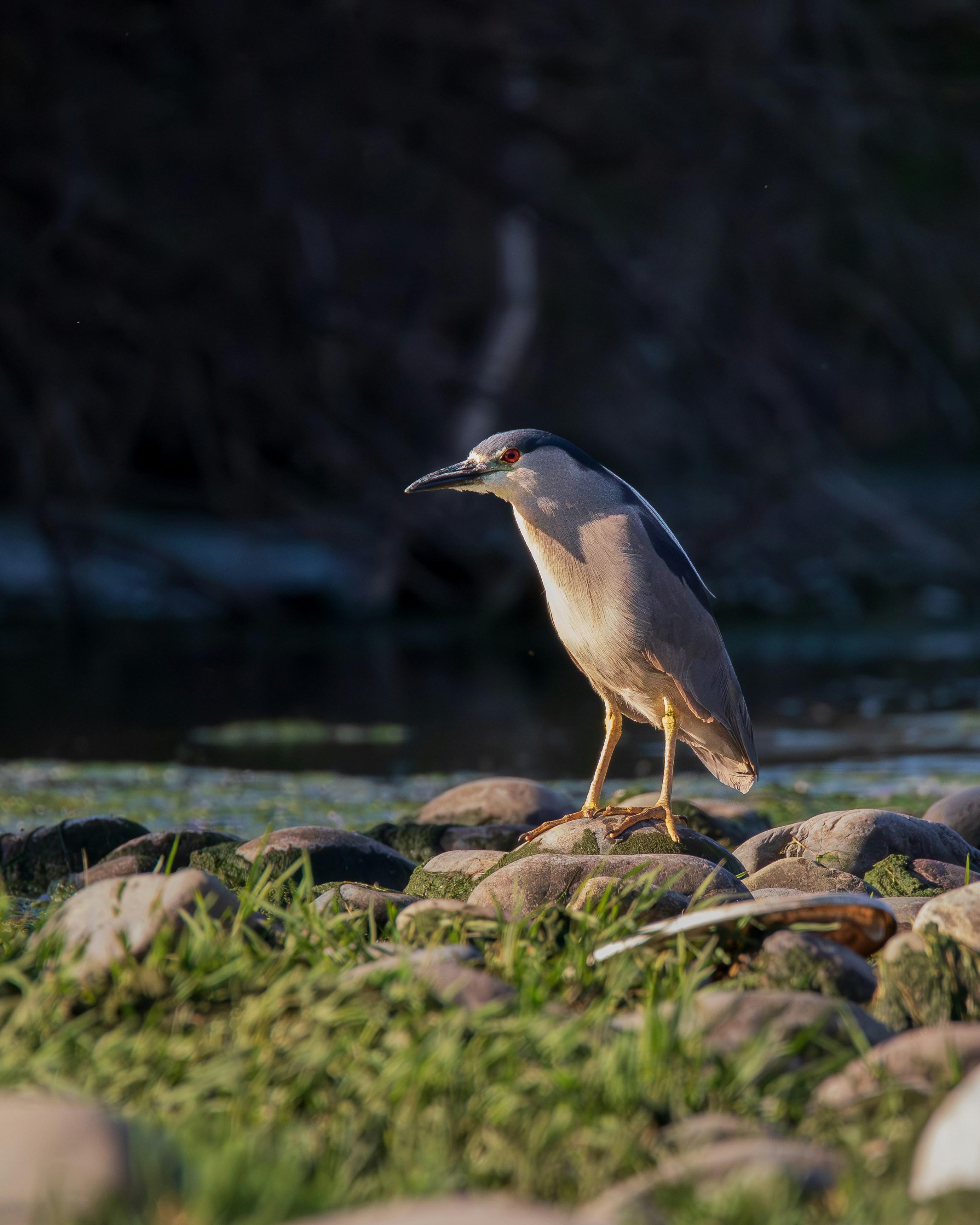 Silent Watcher by the Water's Edge