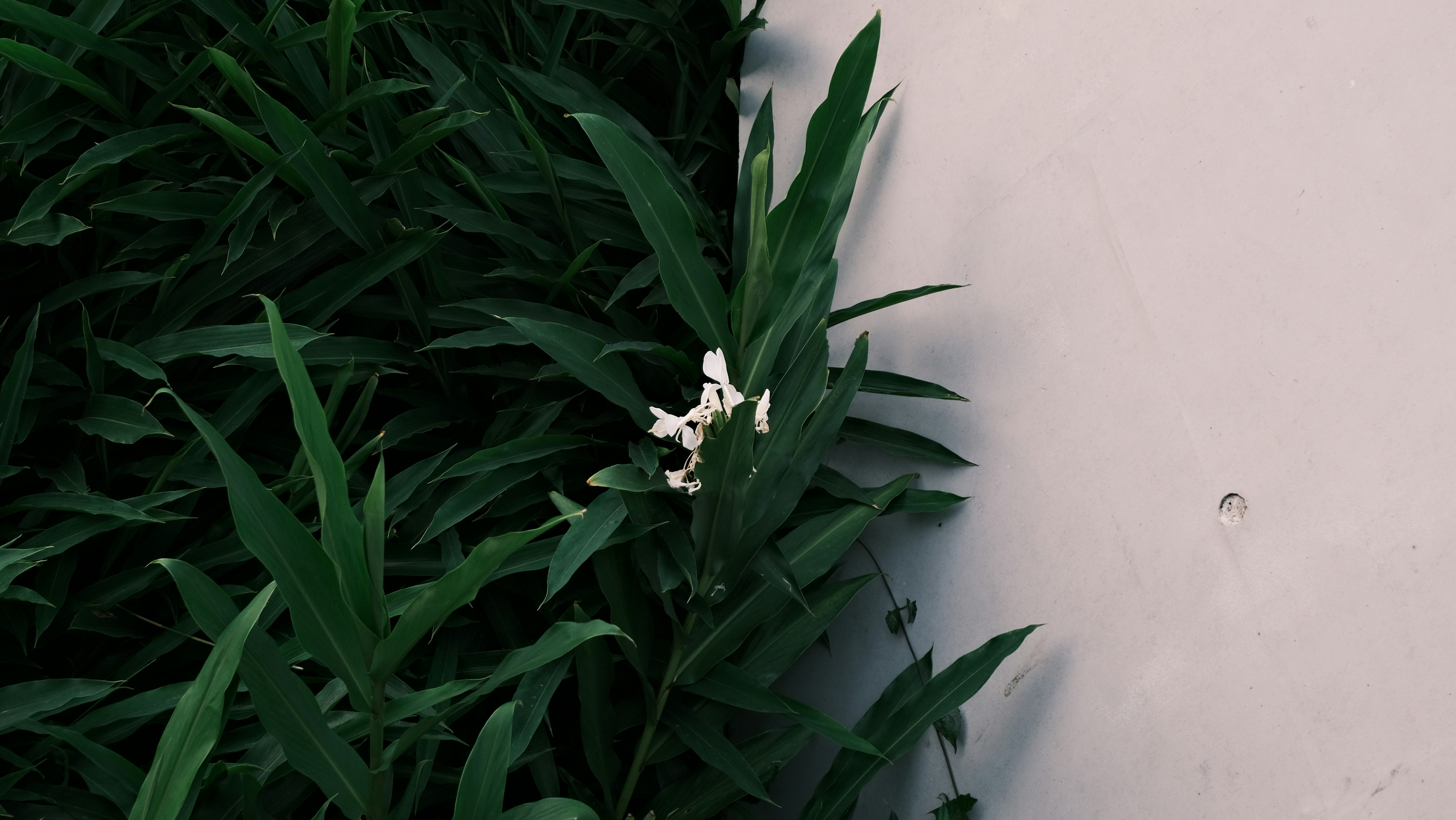 Green leaves and a small white flower by a wall
