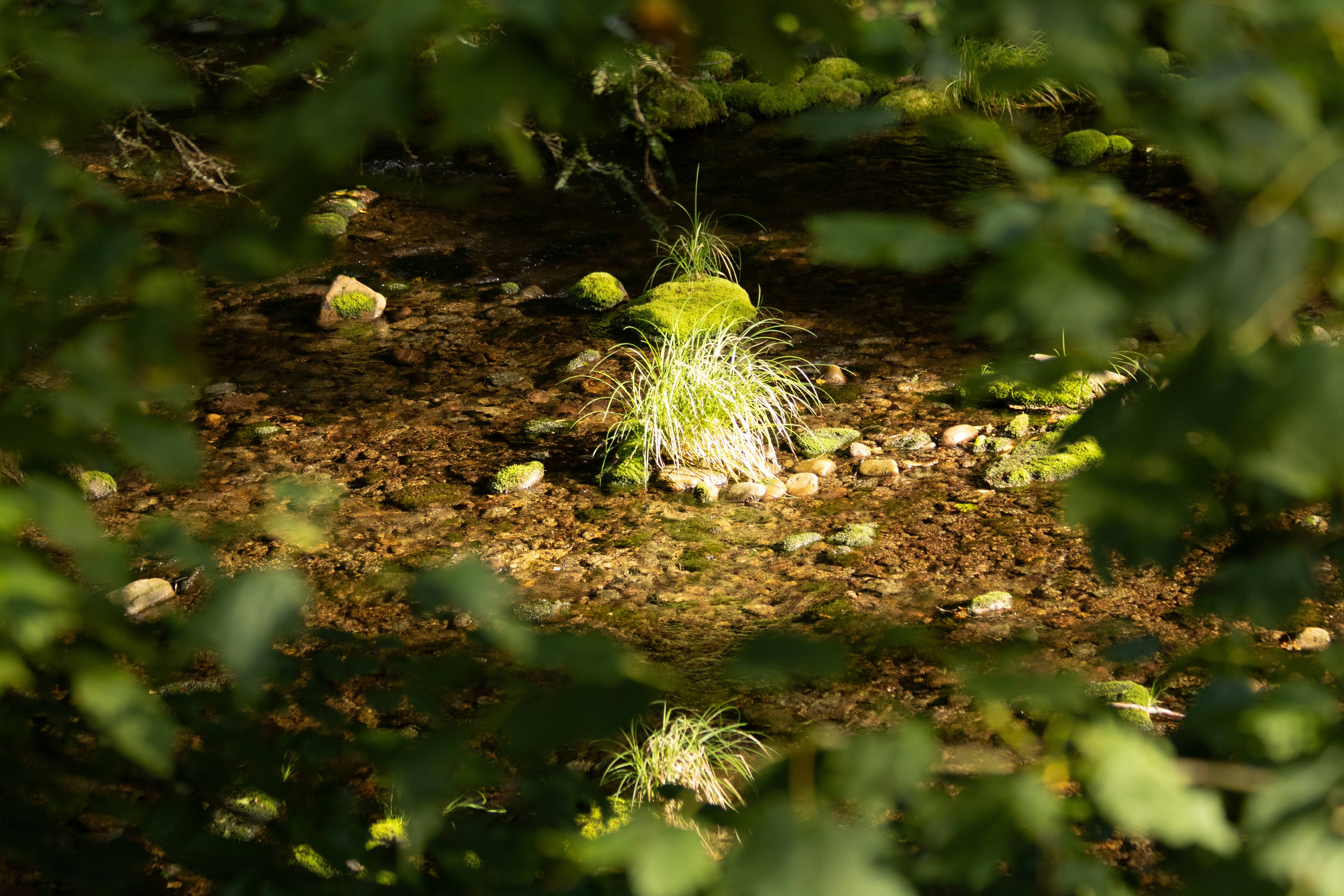 Green plants grow on a rocky riverbed