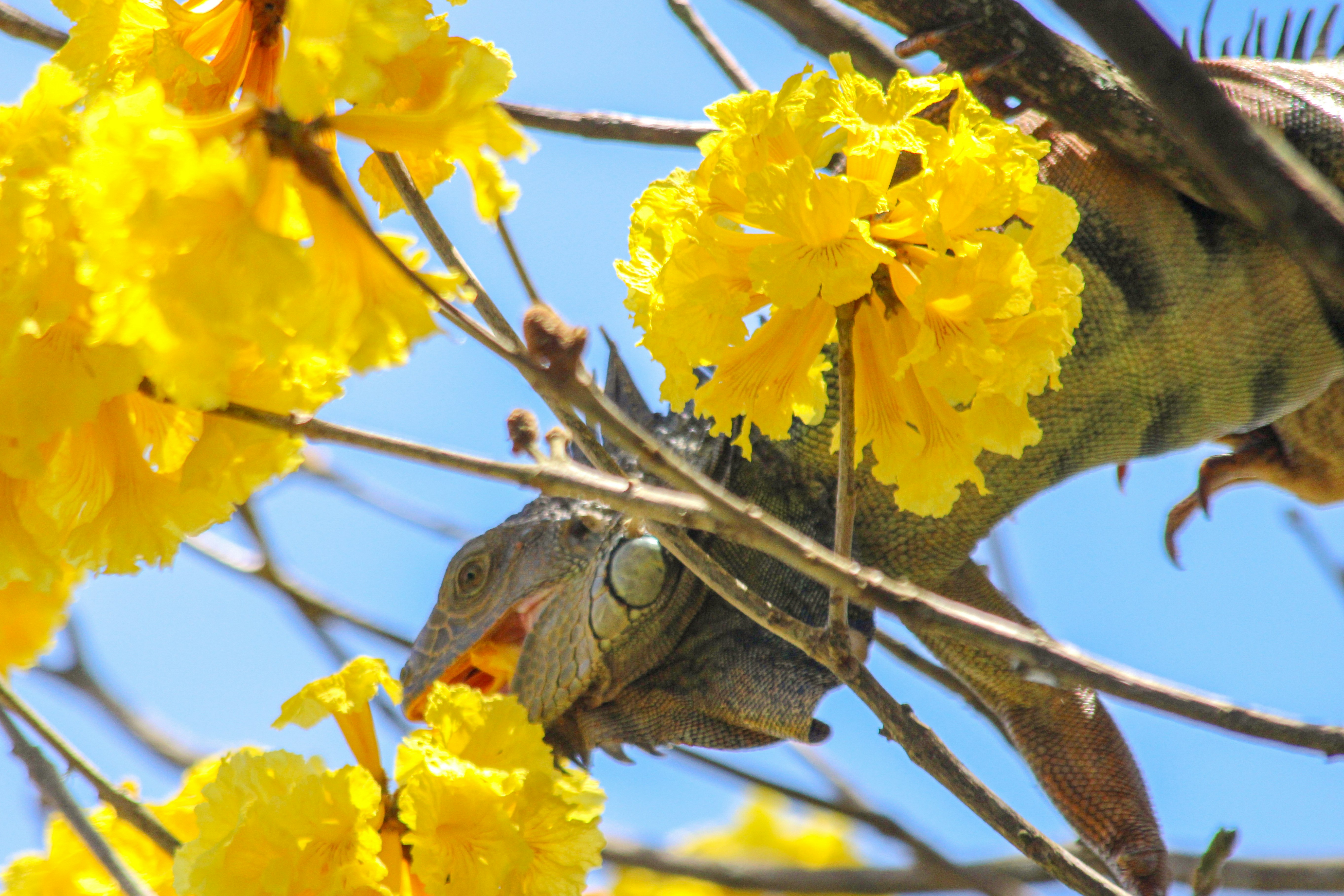 Iguana's Feast Among Golden Blooms